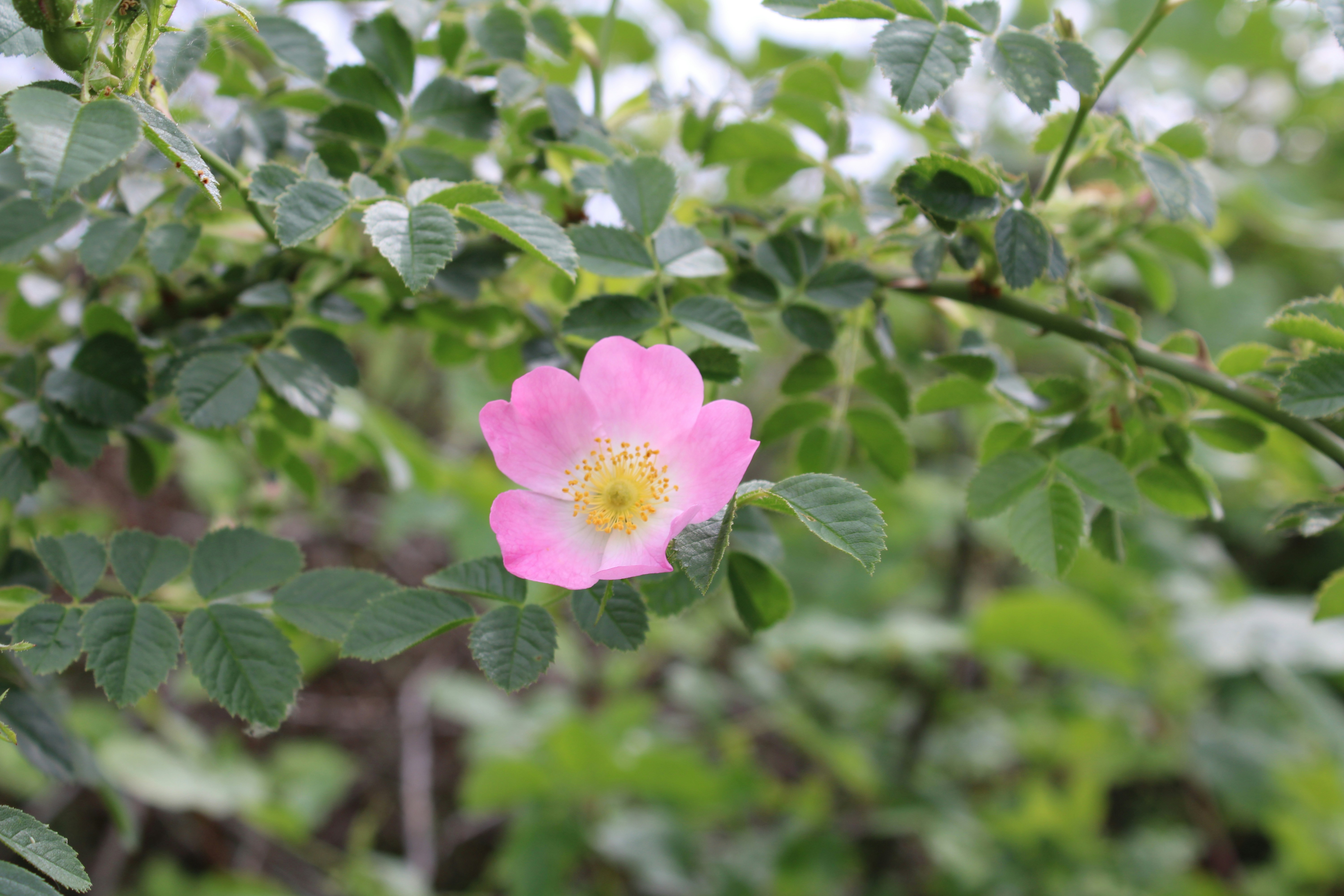 Pink bloom amid serrated green: a quiet garden moment