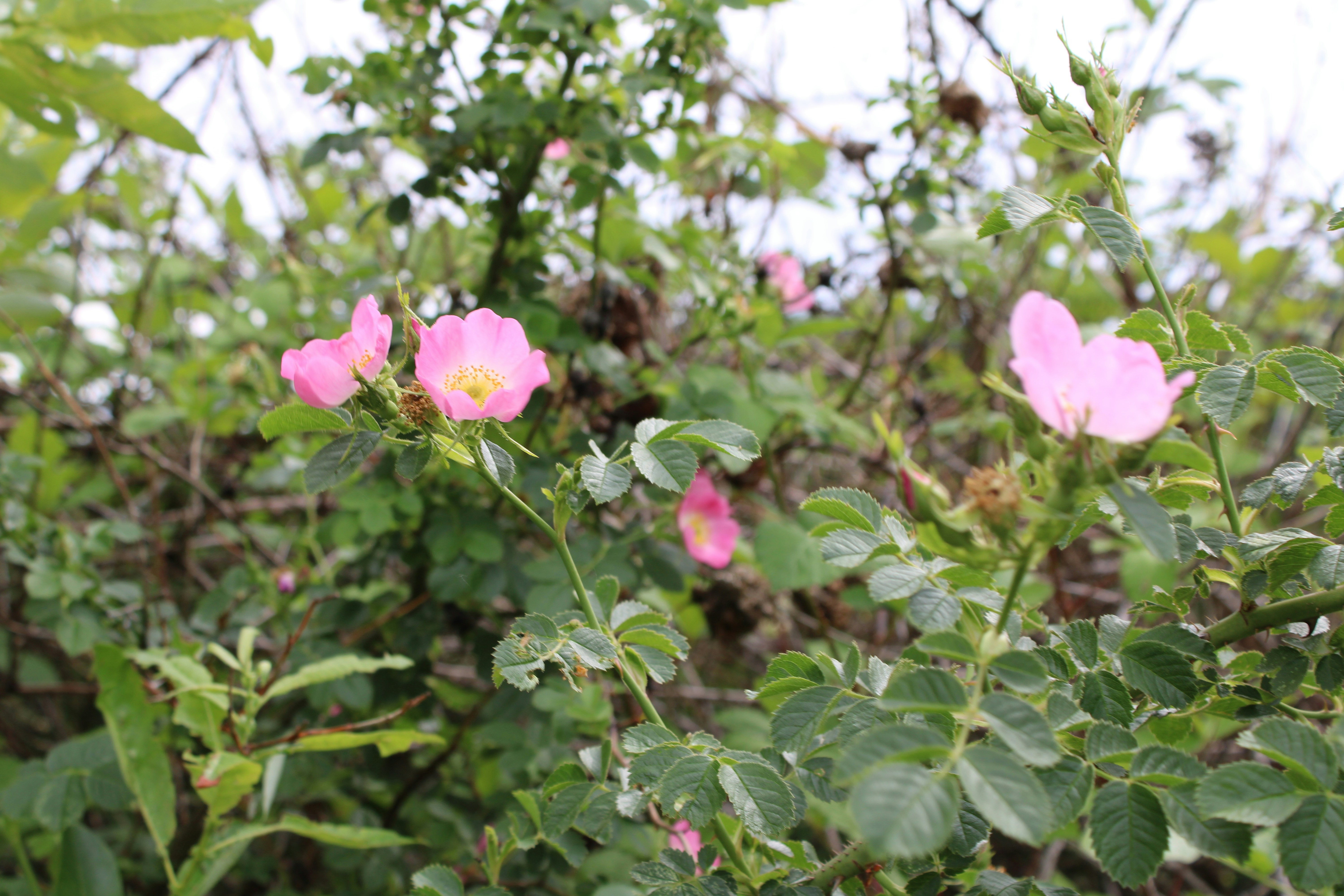 Pink wild rose blossoms peek through dense foliage