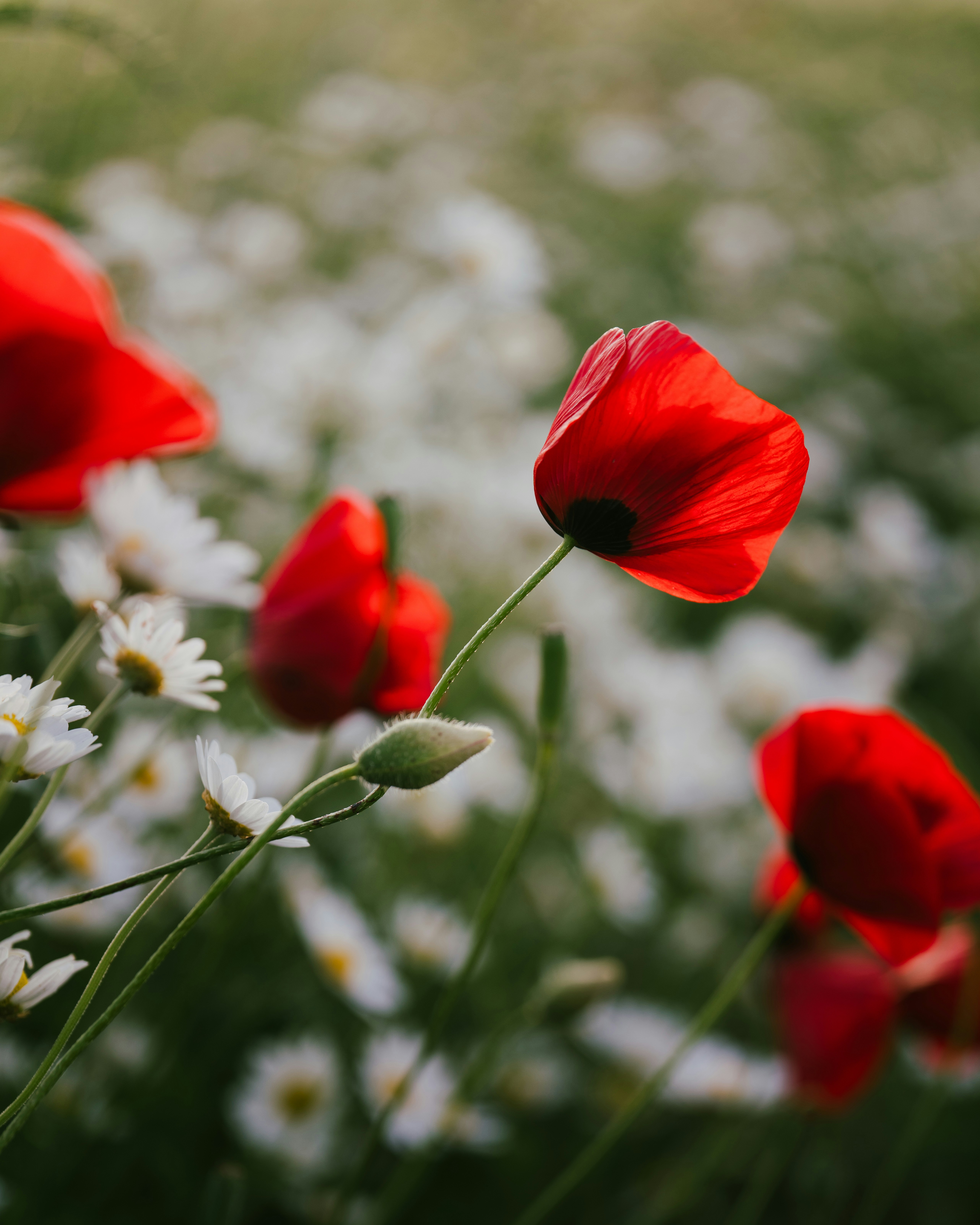 Crimson Cup: A Field of Red Poppies Amid Pale Daisies