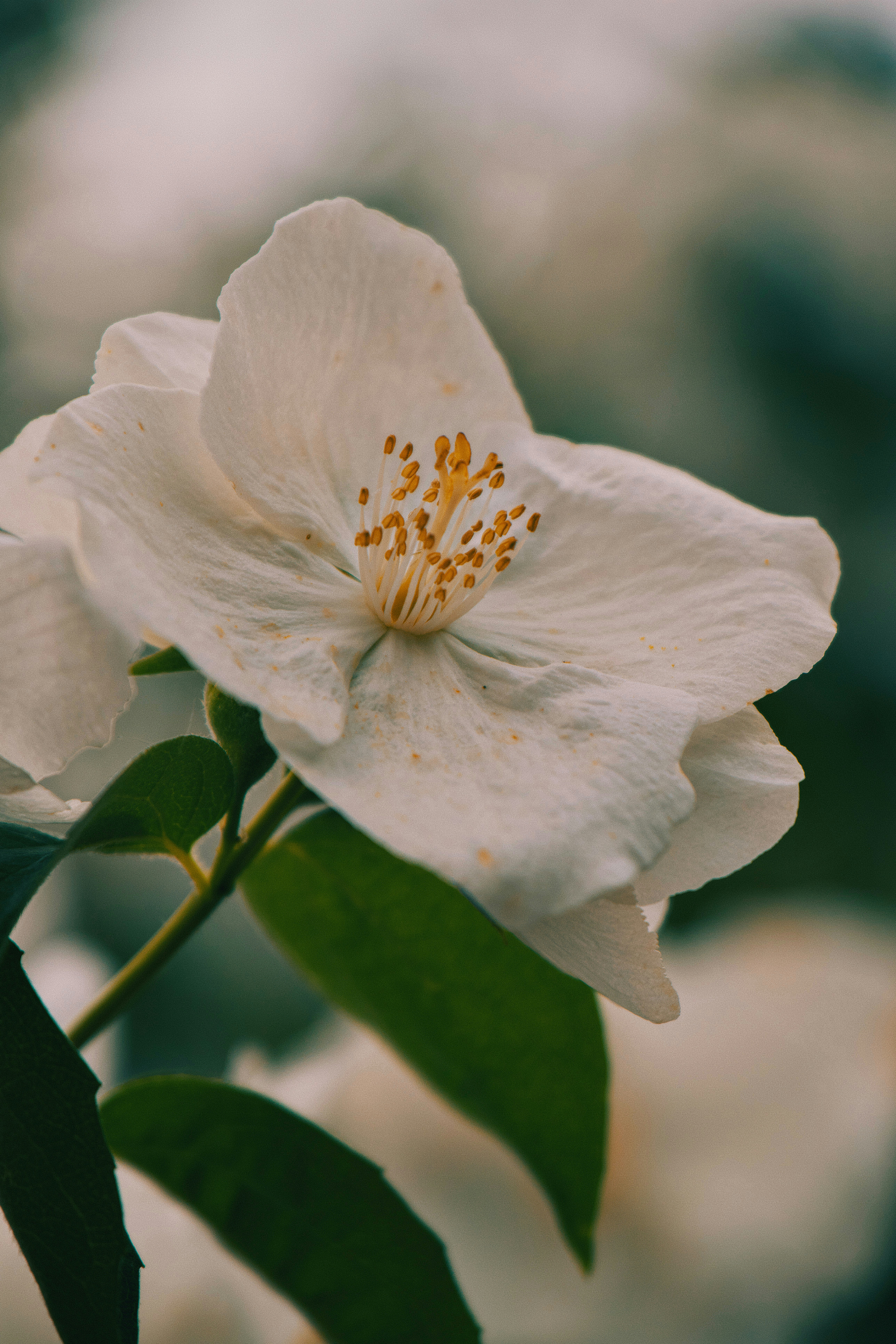 White Camellia in Soft Focus Garden Glow