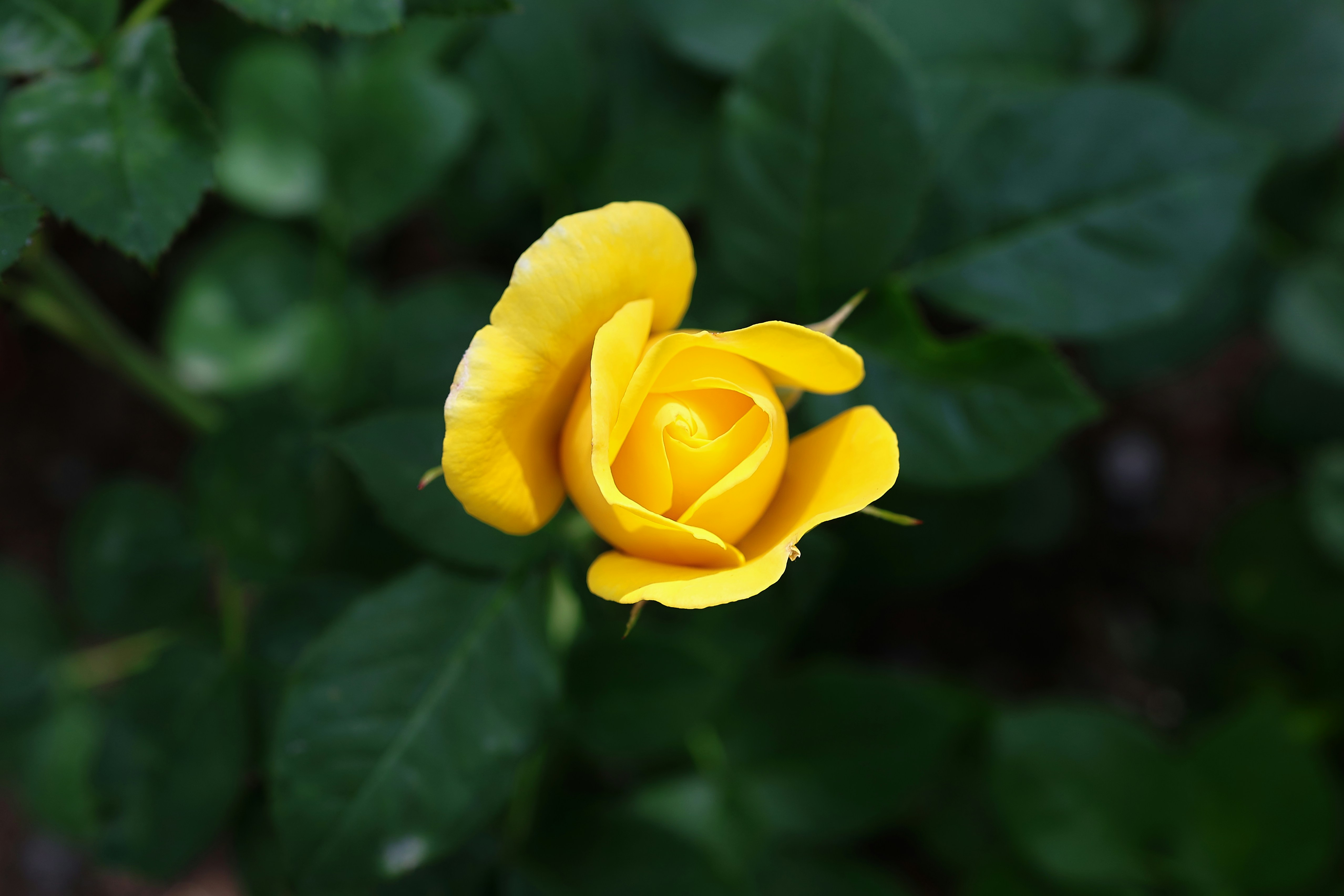 Sunlit Yellow Rose Centered in a Mist of Green