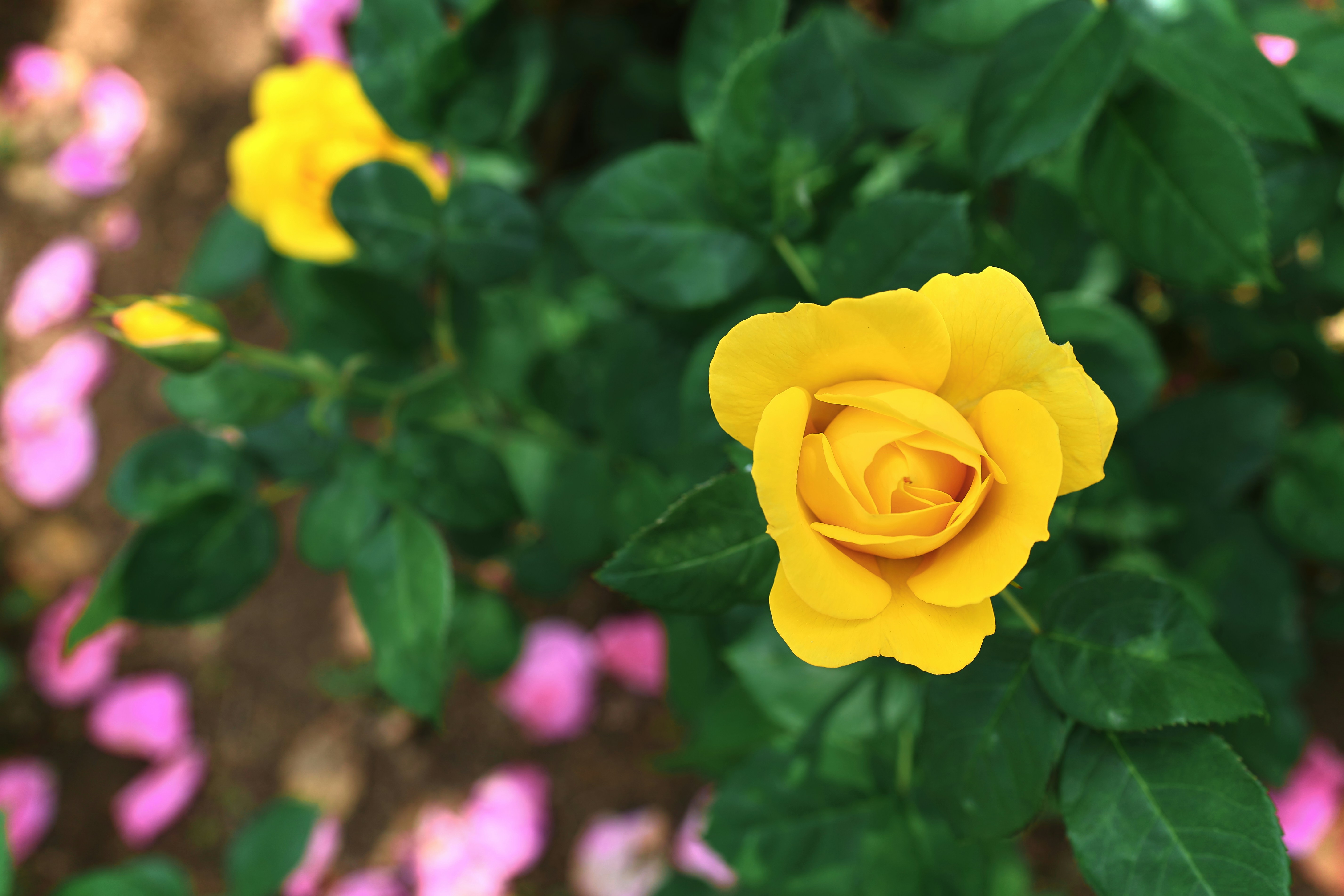Sunlit Yellow Rose Centerstage