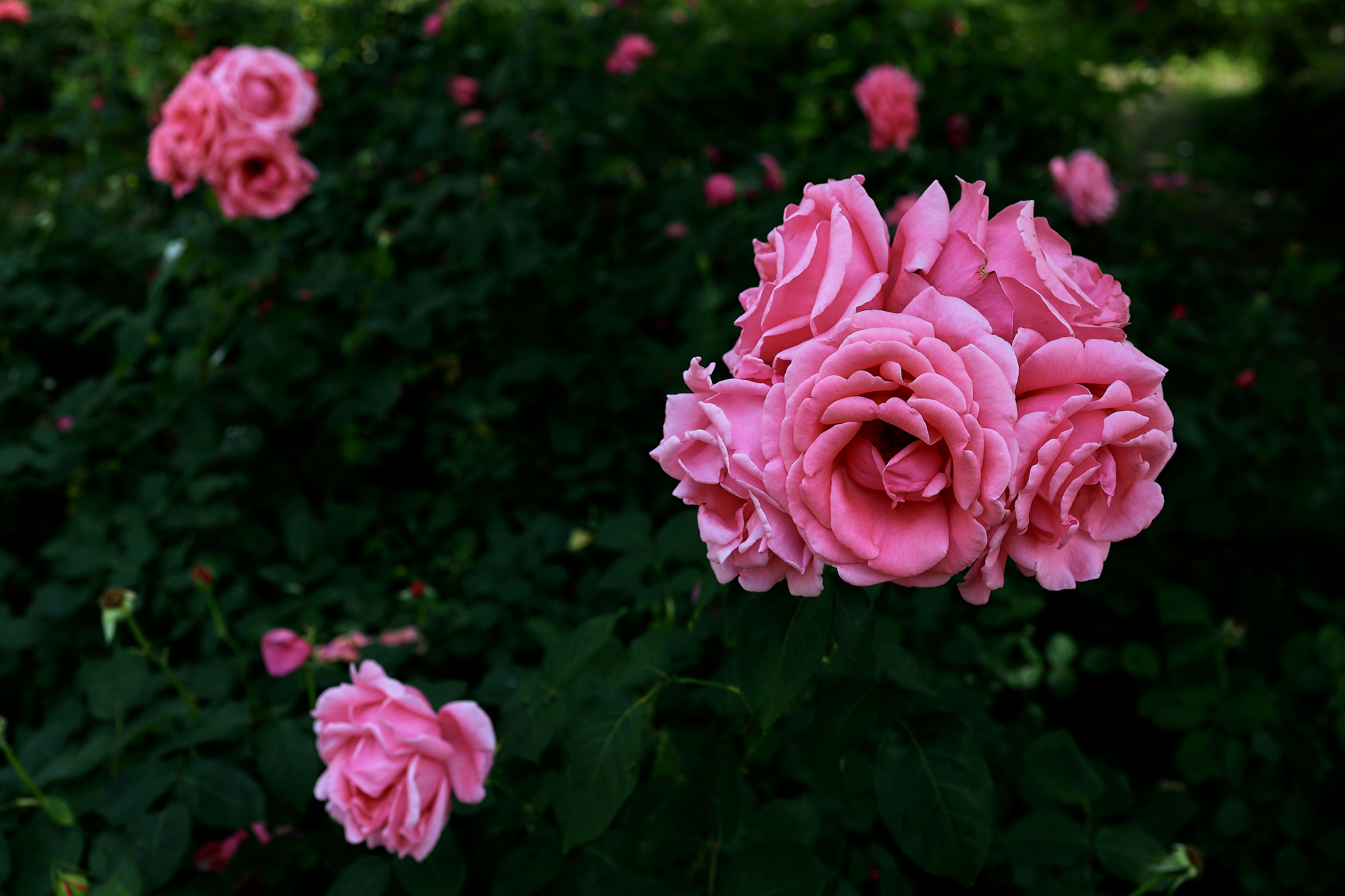 Petal Spotlight: a Blush Rose In Focus Against a Velvet Foliage Backdrop
