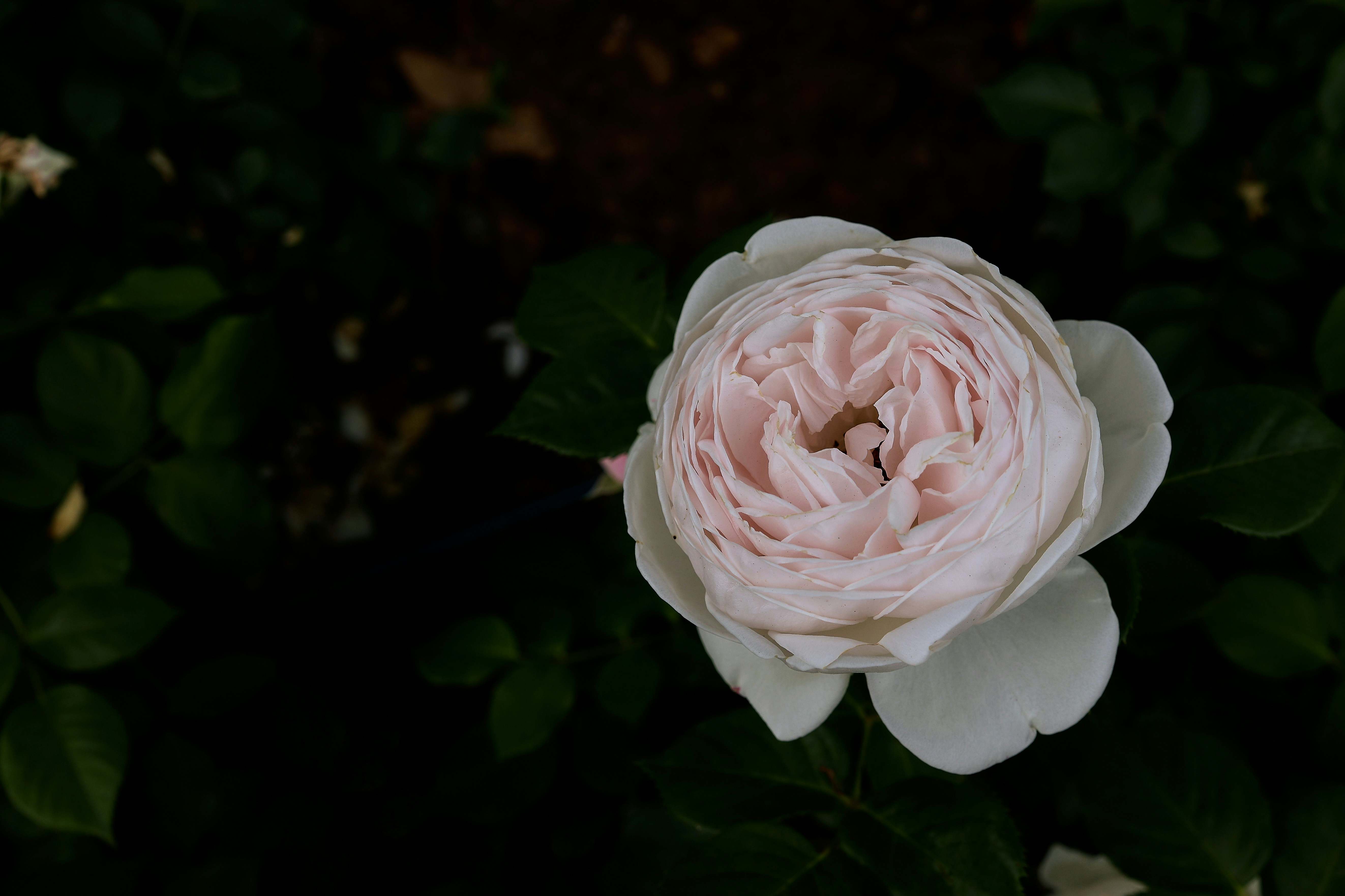 Soft Rosette in the Shade: A Close-Up of Pale Pink Petals
