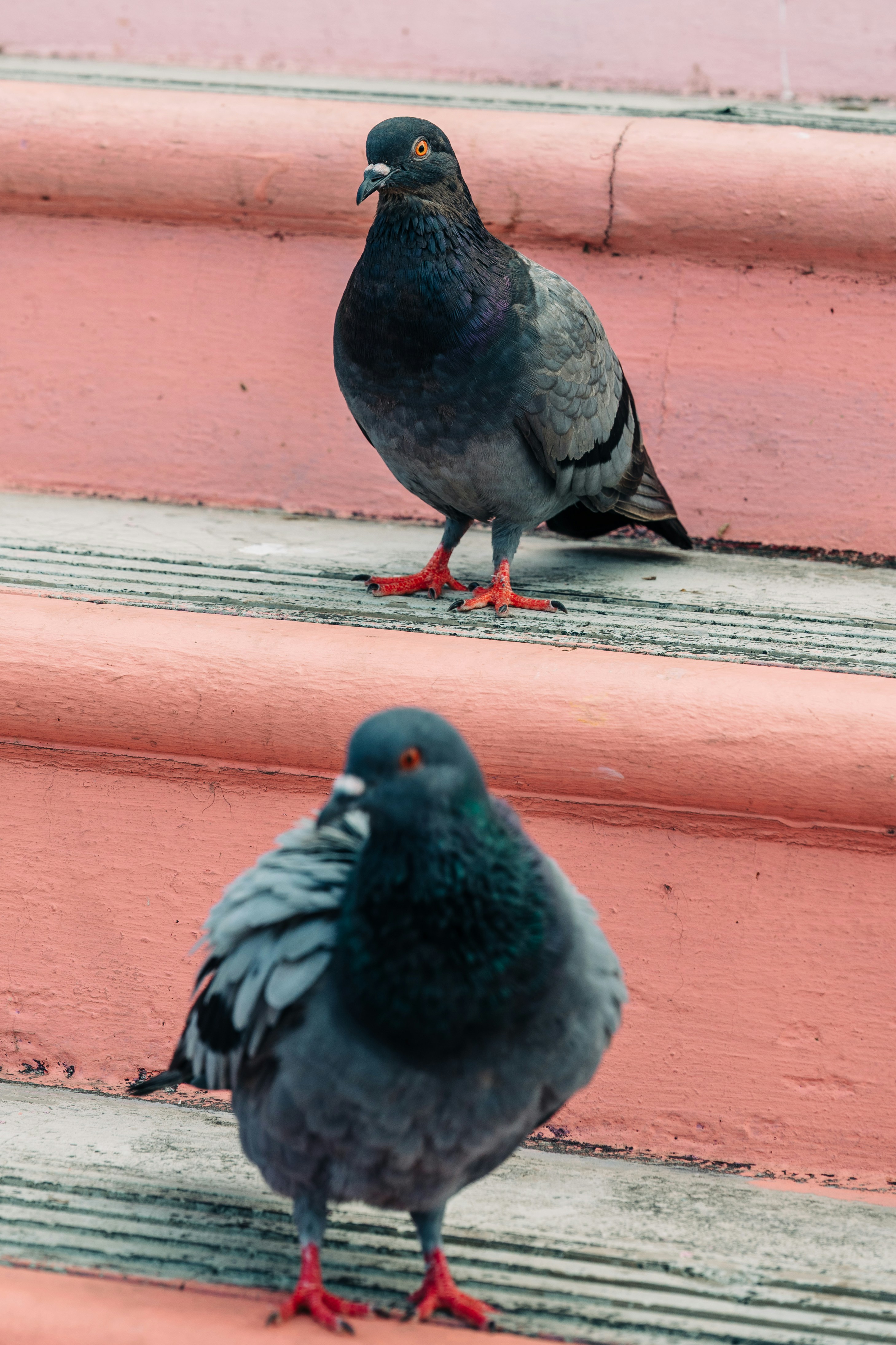 Two Pigeons on Coral Steps