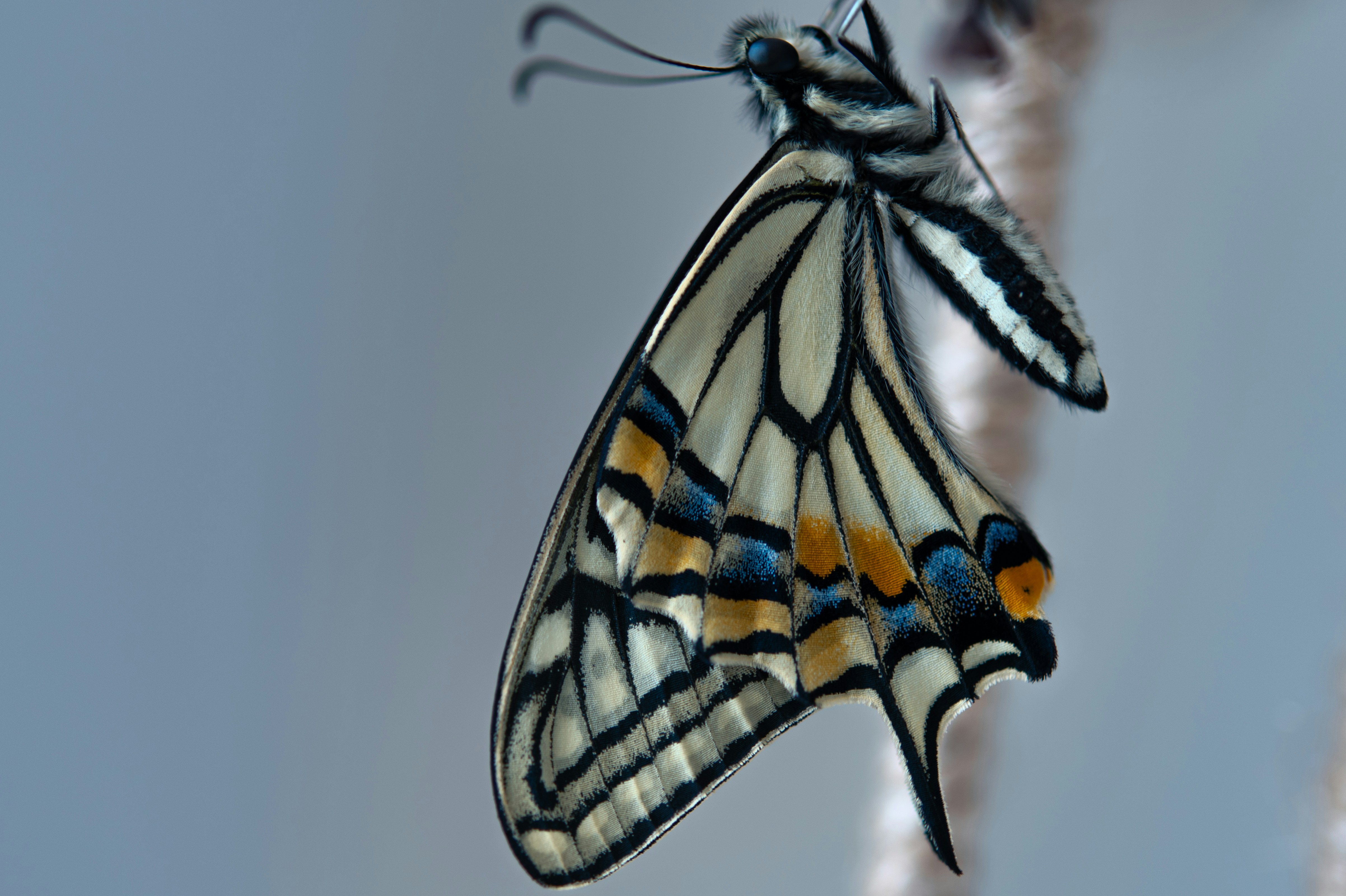 Close-up of a Gliding Swallowtail: Stripes and Orange Taps in Focus