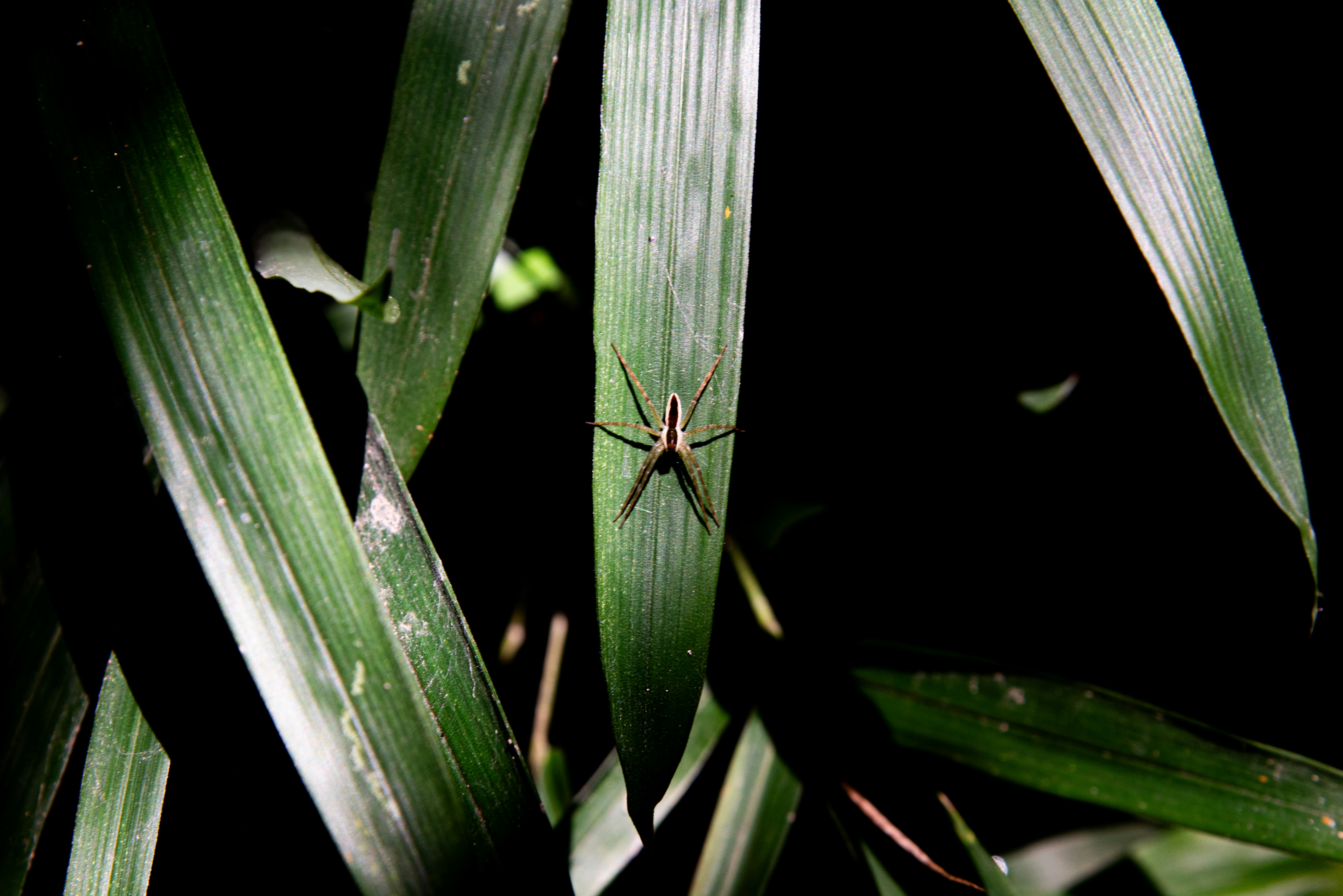 Silent Hunter on a Narrow Leaf Stage