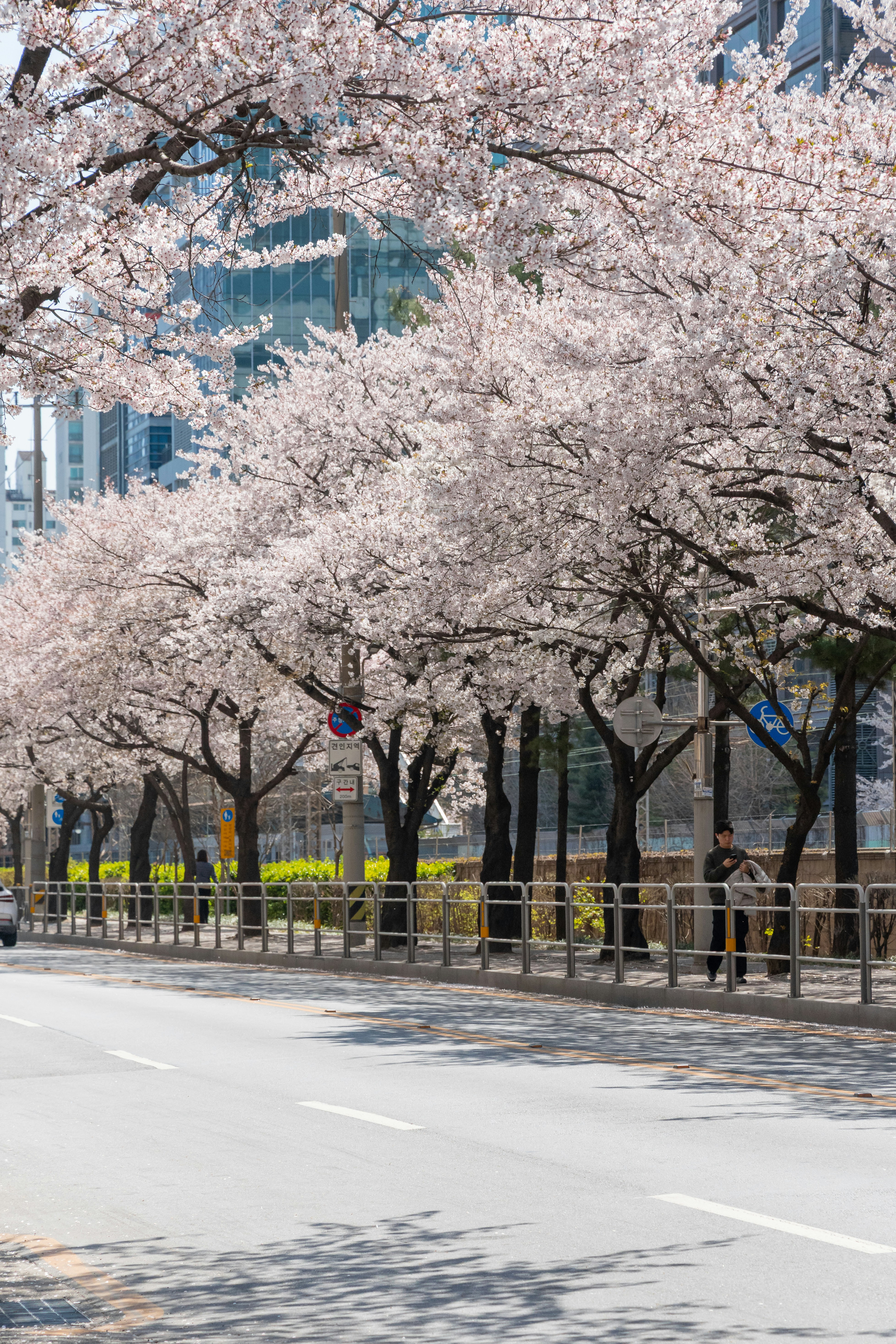 Cherry-Canopied Boulevard: Springtime in the Urban Cathedral