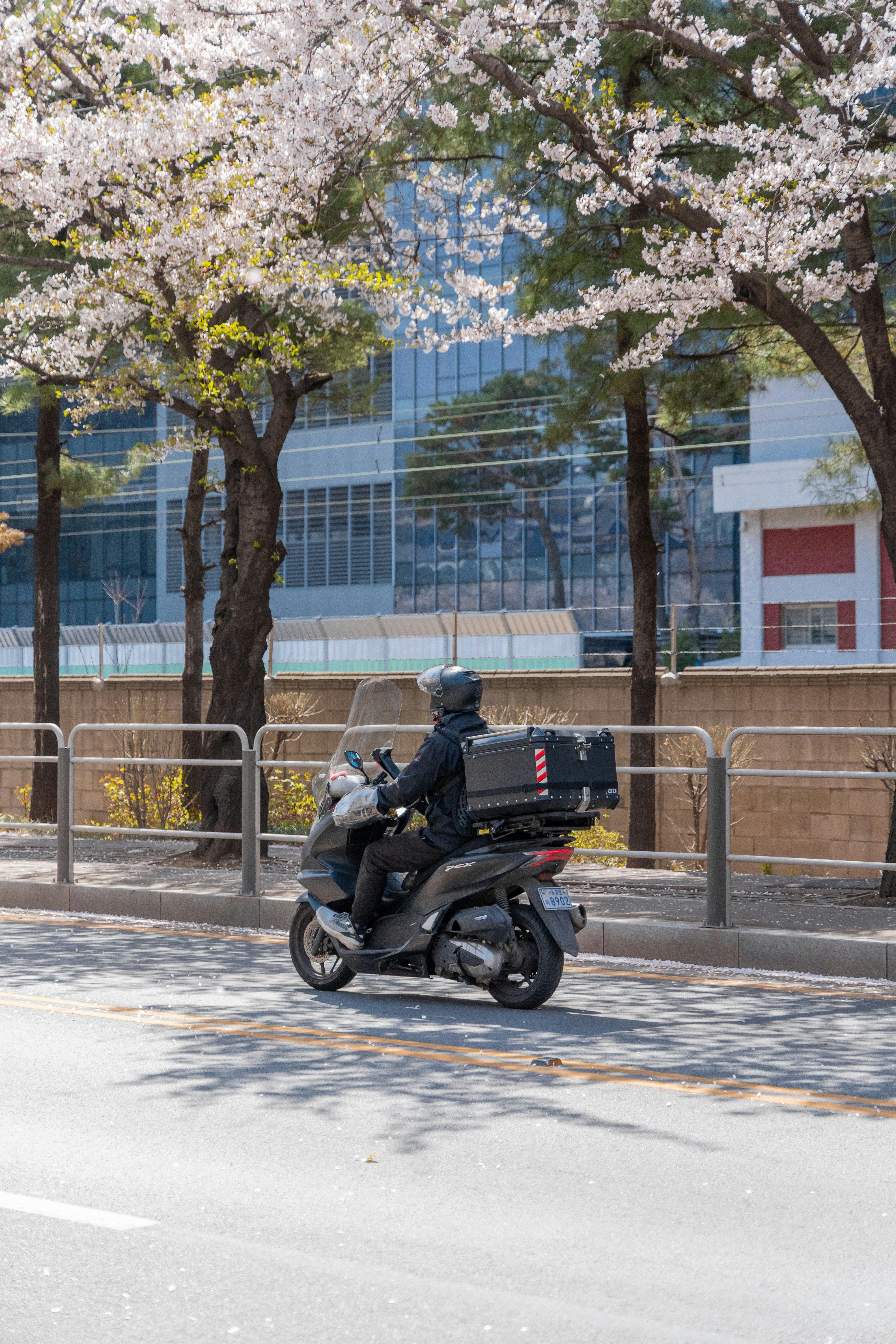 Delivery on Cherry Blossom Street