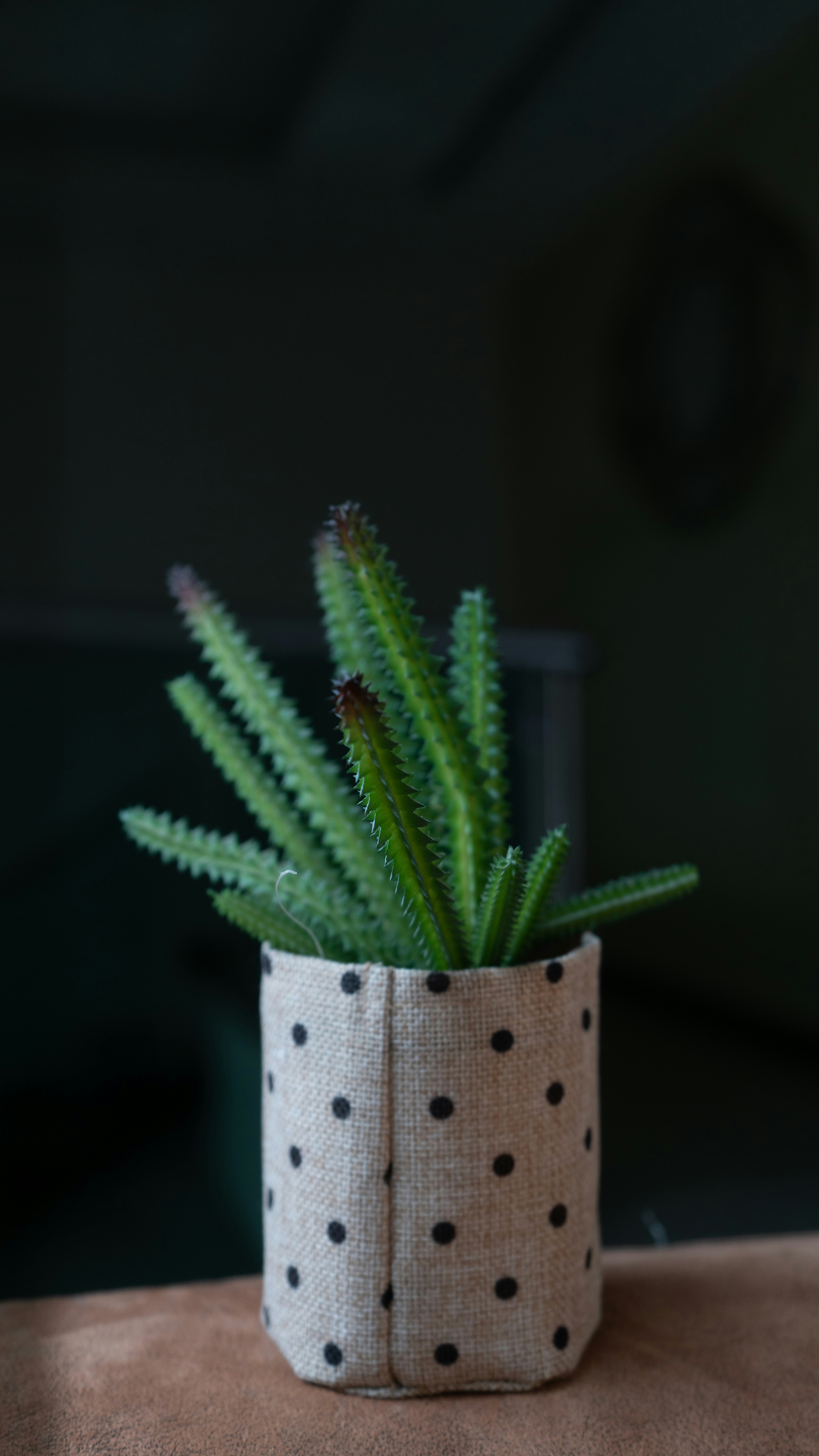 Verdant Accent: A Potted Succulent in a Polka-Dotted Linen Pot