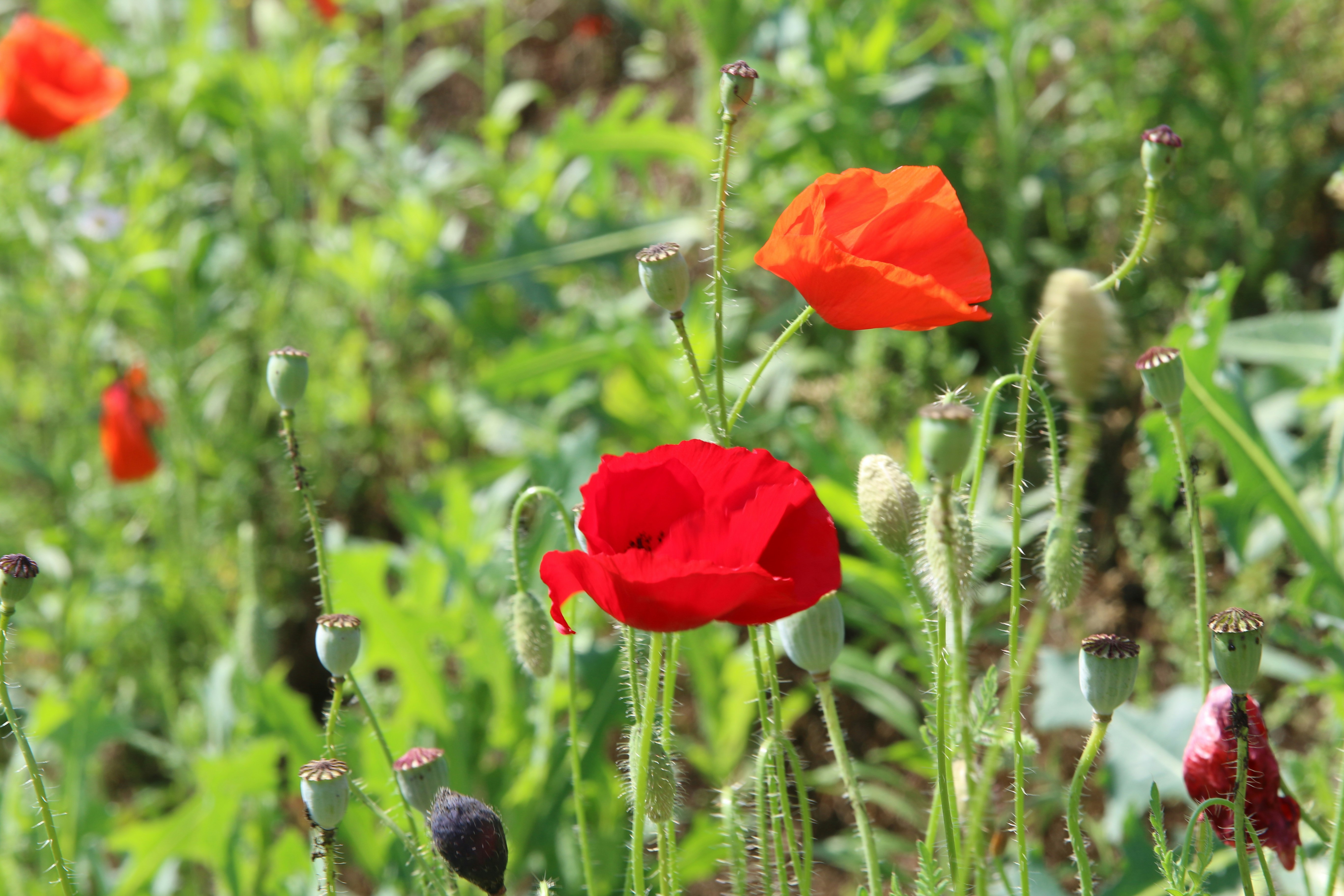 Scarlet Blooms in a Meadow: A Sunlit Patch of Poppies