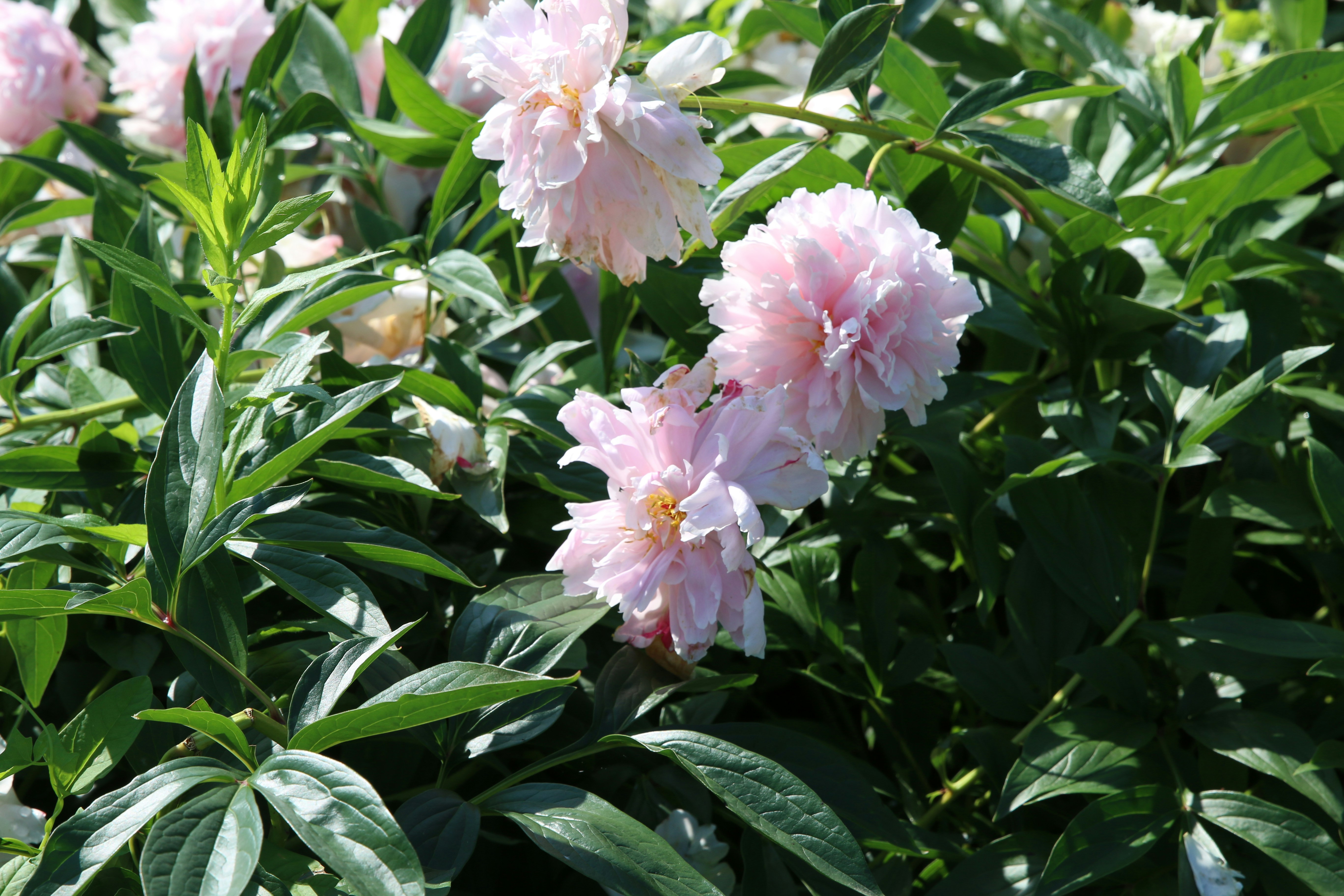 Soft Pink Peonies Amid Dense Green Foliage