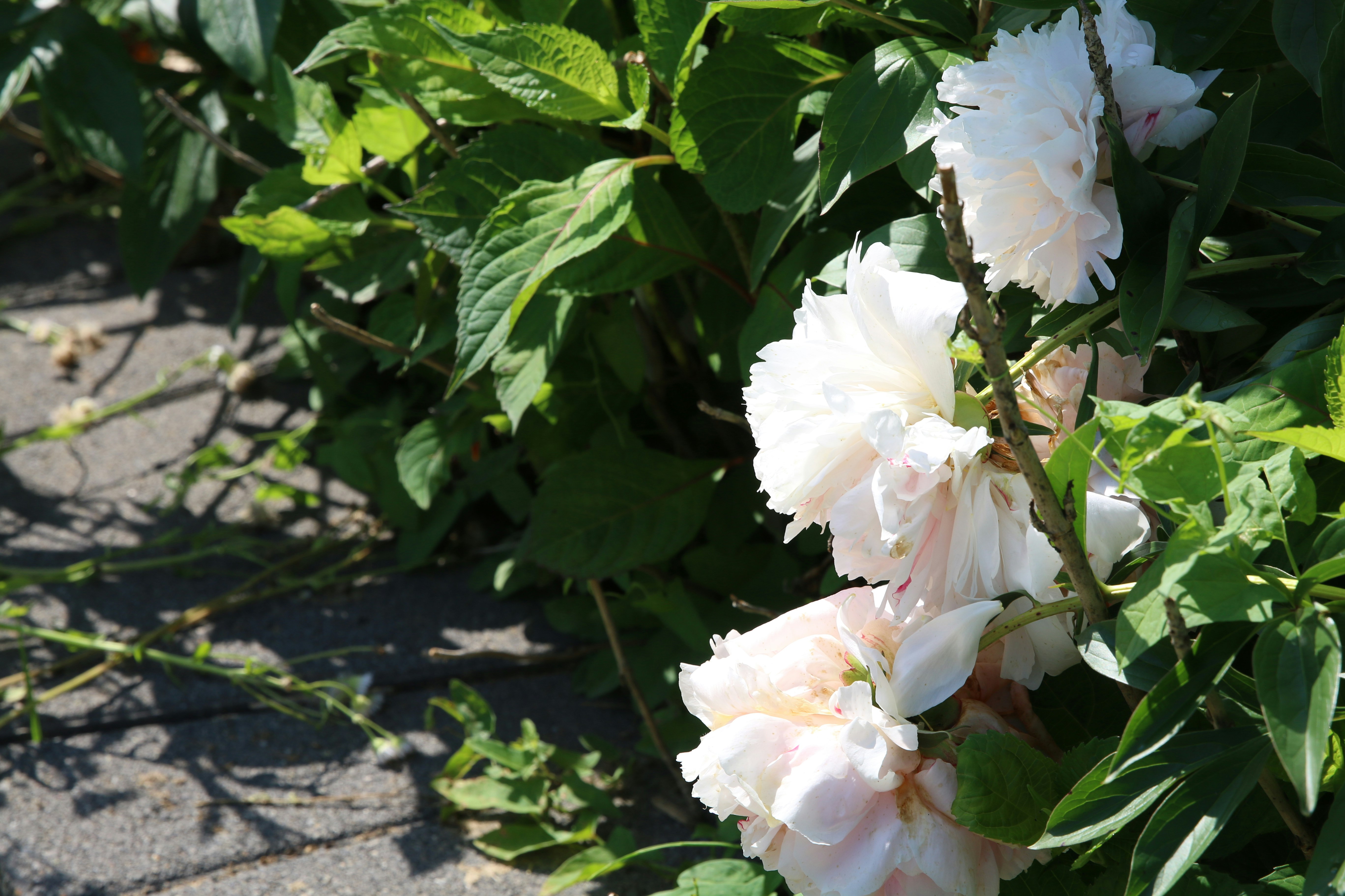 Soft Petal Rush: White Roses Bloom Along a Sunlit Path