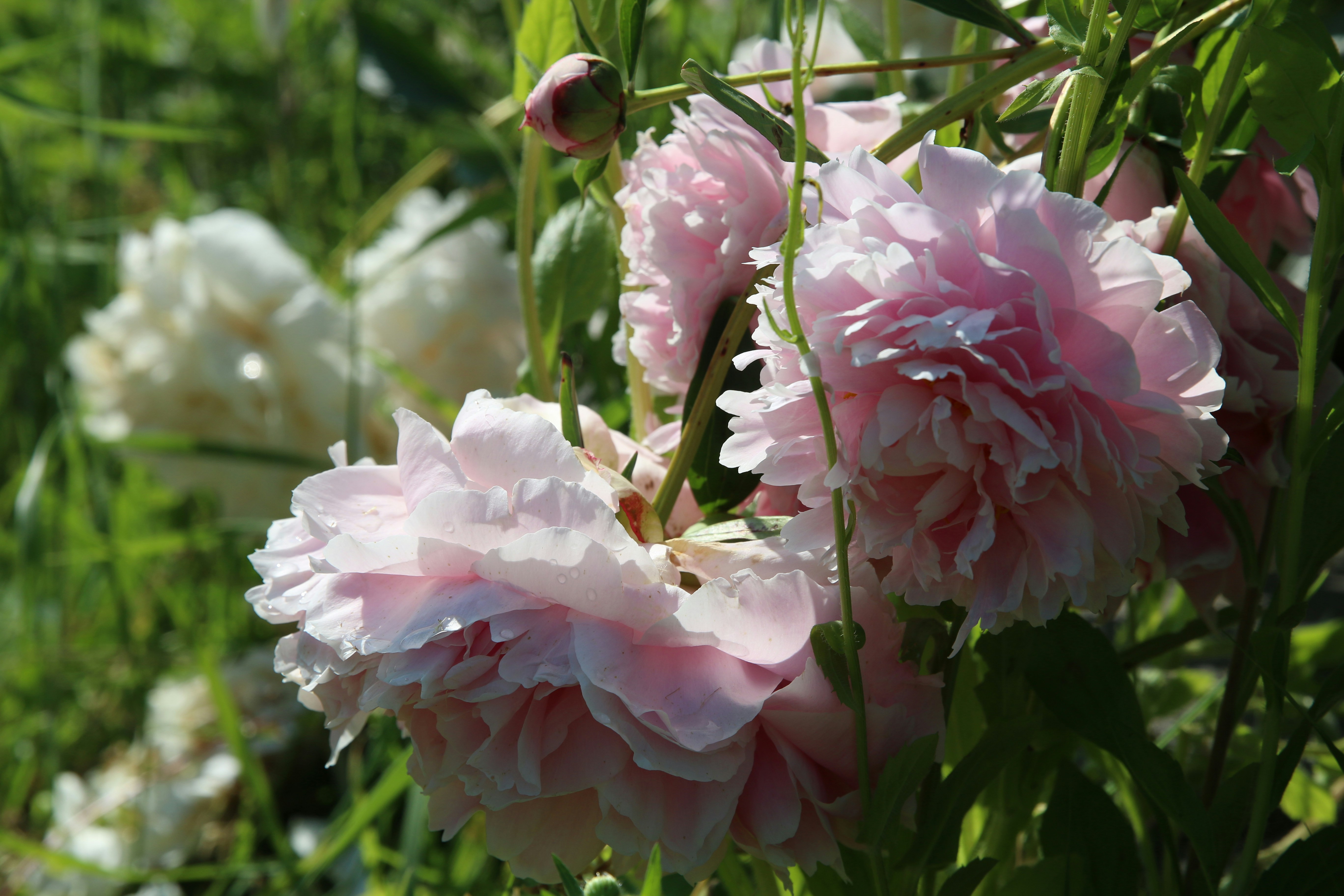 Soft Bloom: Pale Pink Peonies in Sunlit Garden