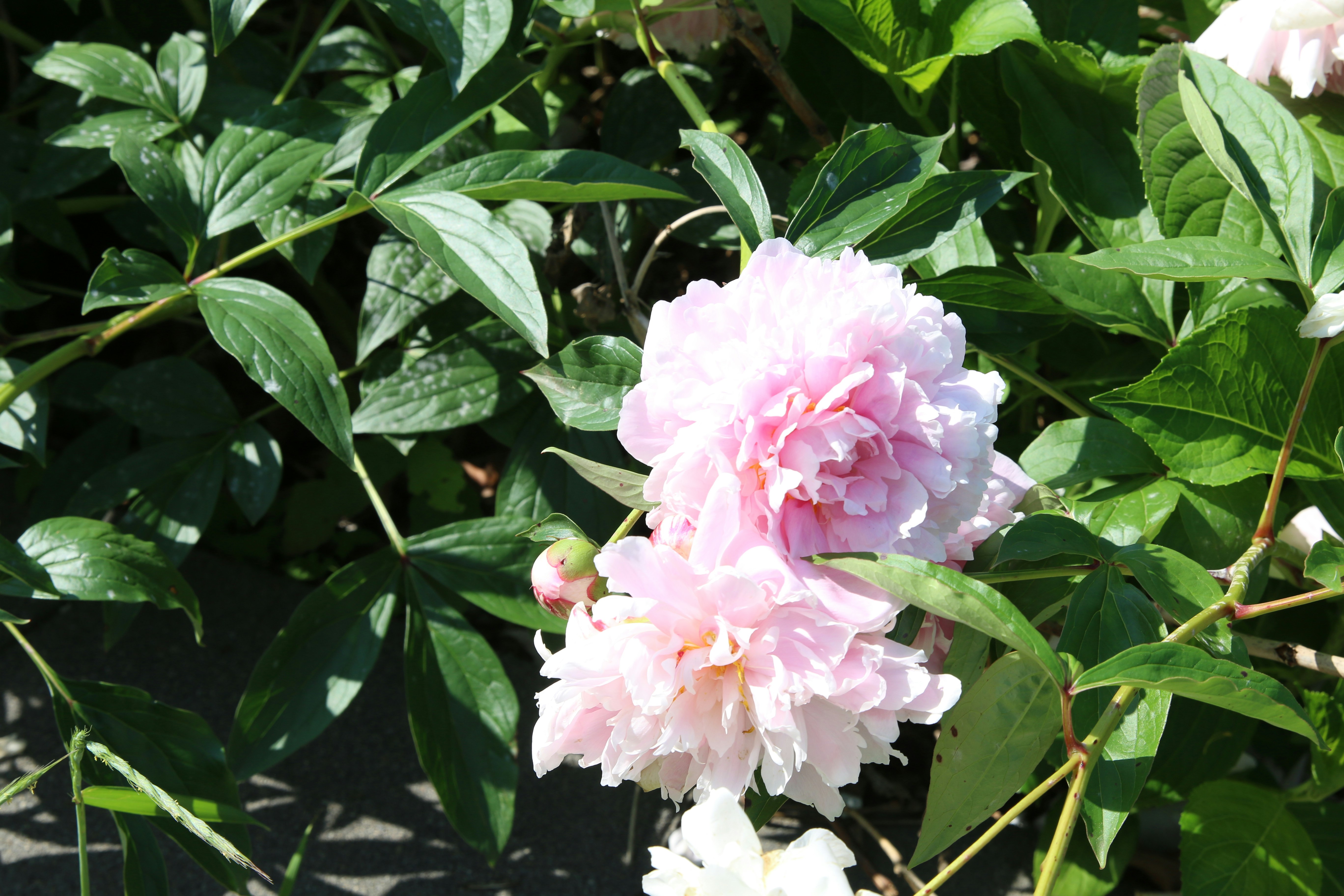 Soft-petal Blossom Emerges from Glossy Foliage