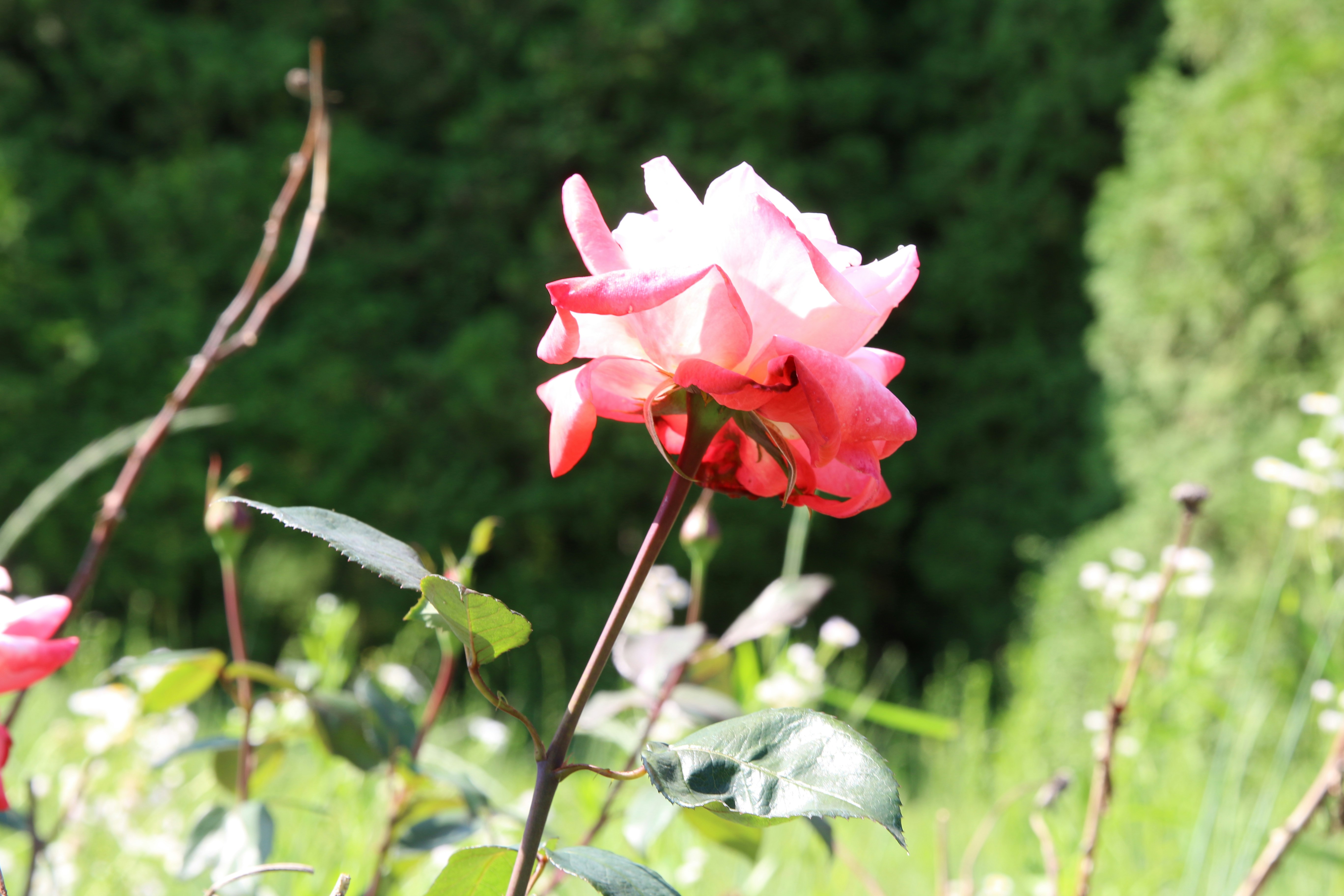 Rose in Soft Focus Garden Glow