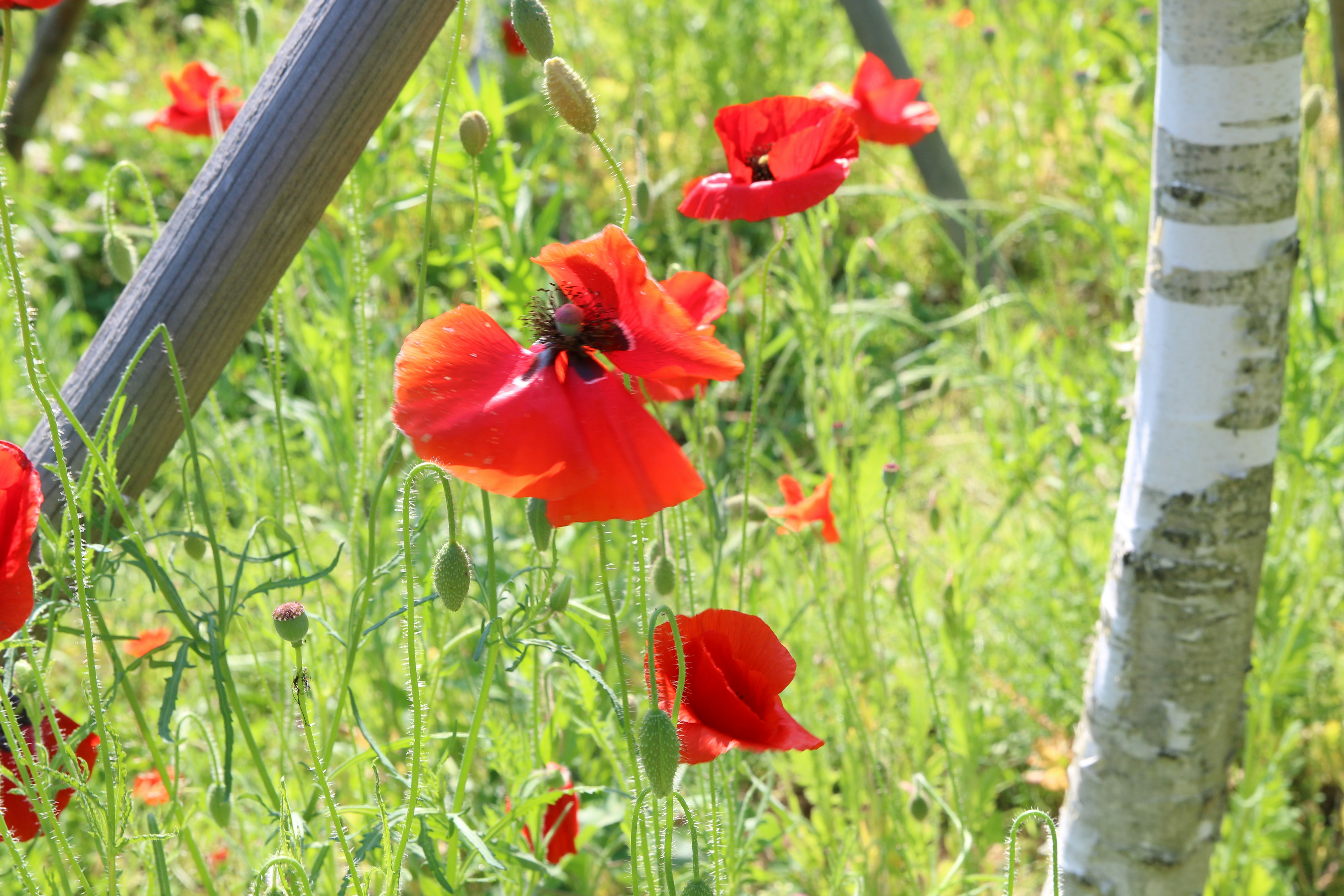 Red poppies dancing among fence posts and birch trunks