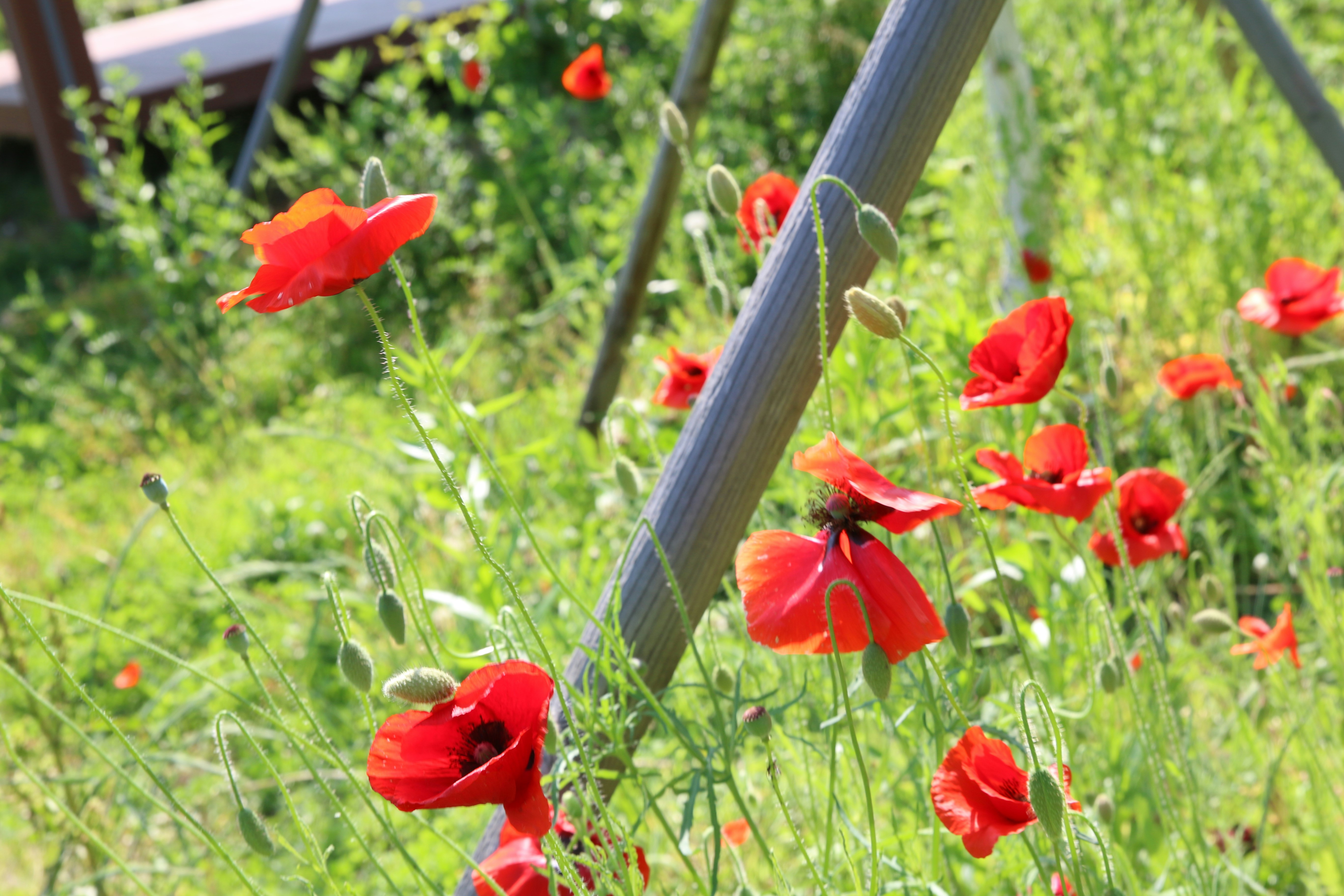 Red Poppies in a Sunlit Garden Fence
