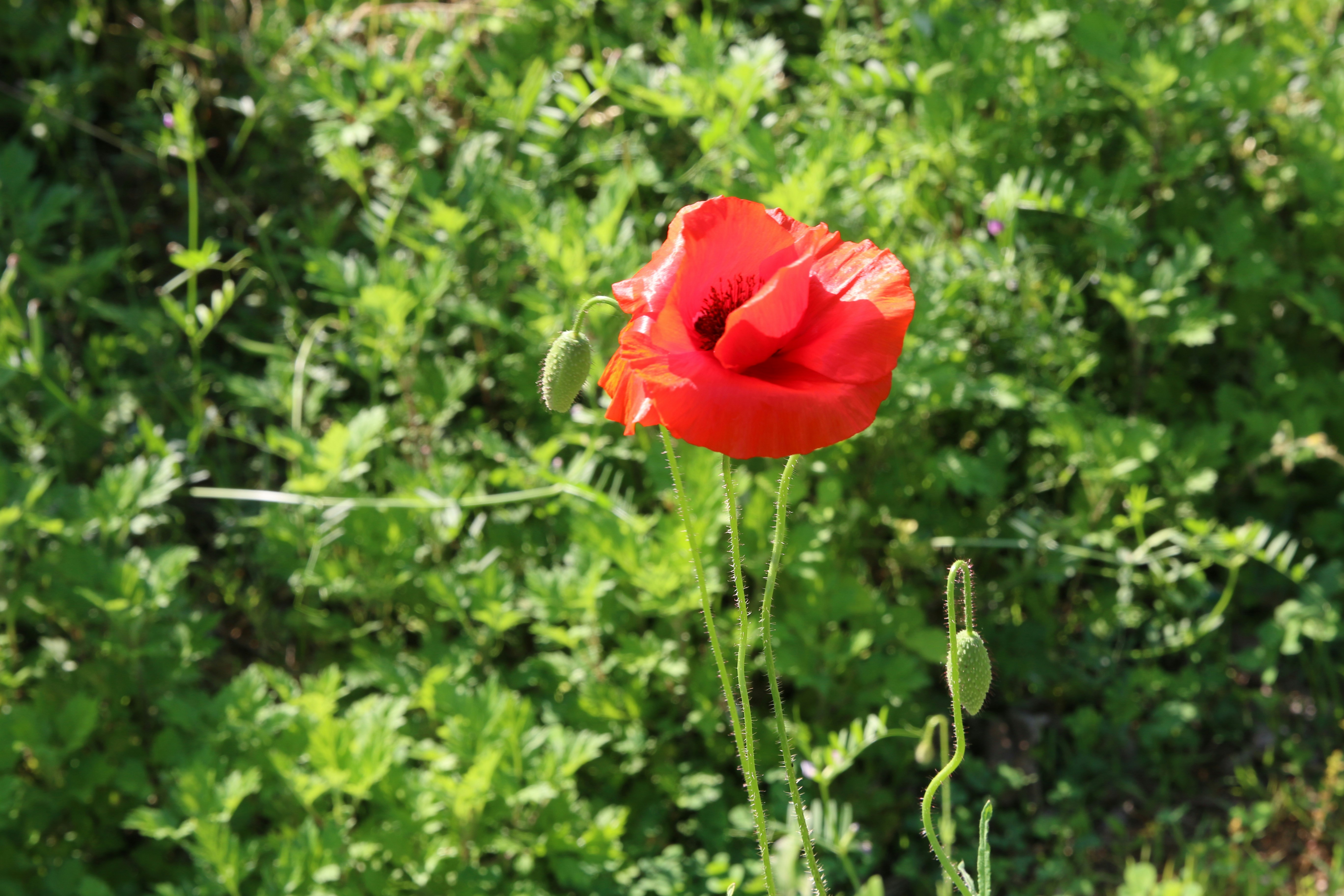 Red Poppy Standing Tall Amid Green Backdrop
