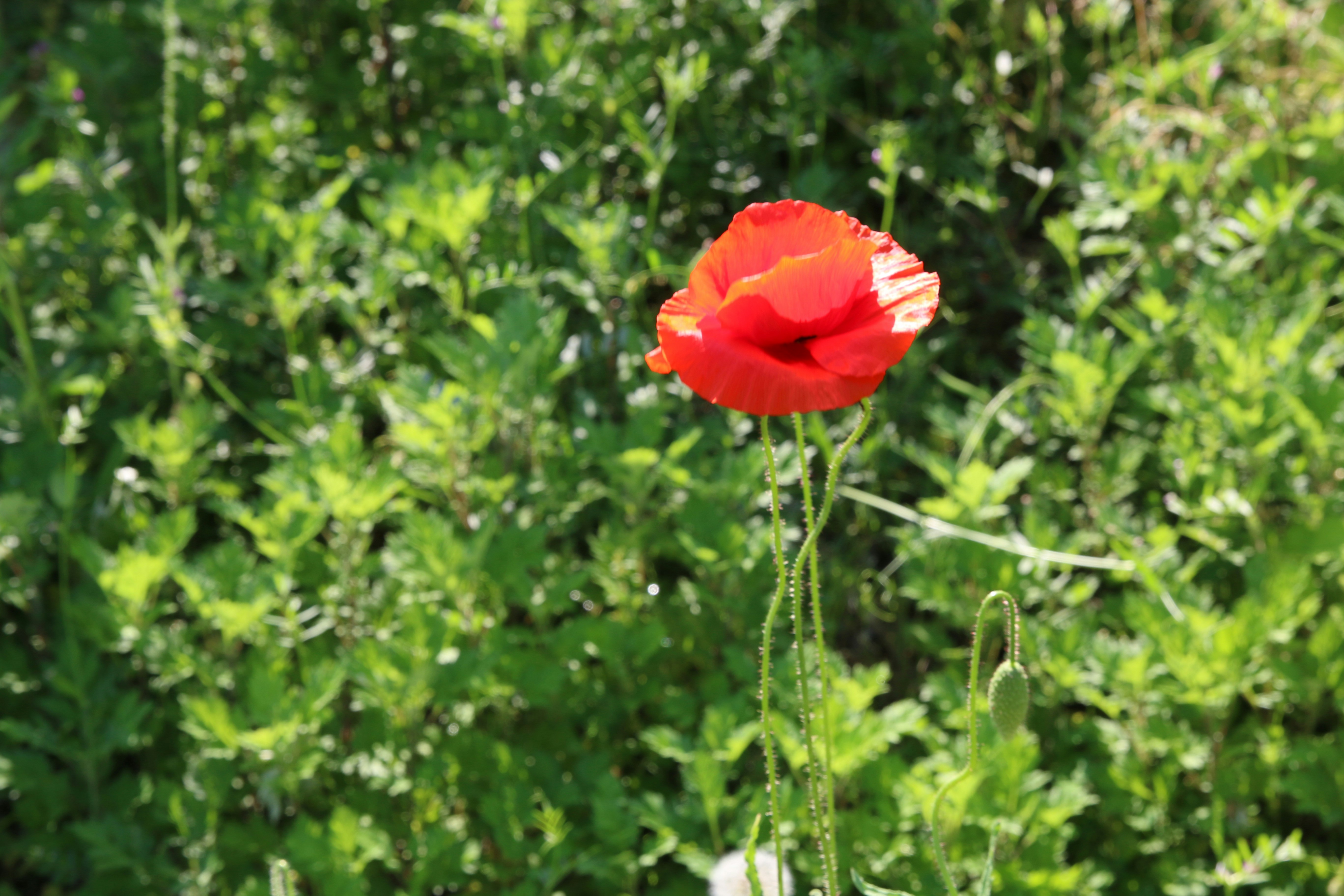 Single Red Poppy Reaching Through a Sea of Green