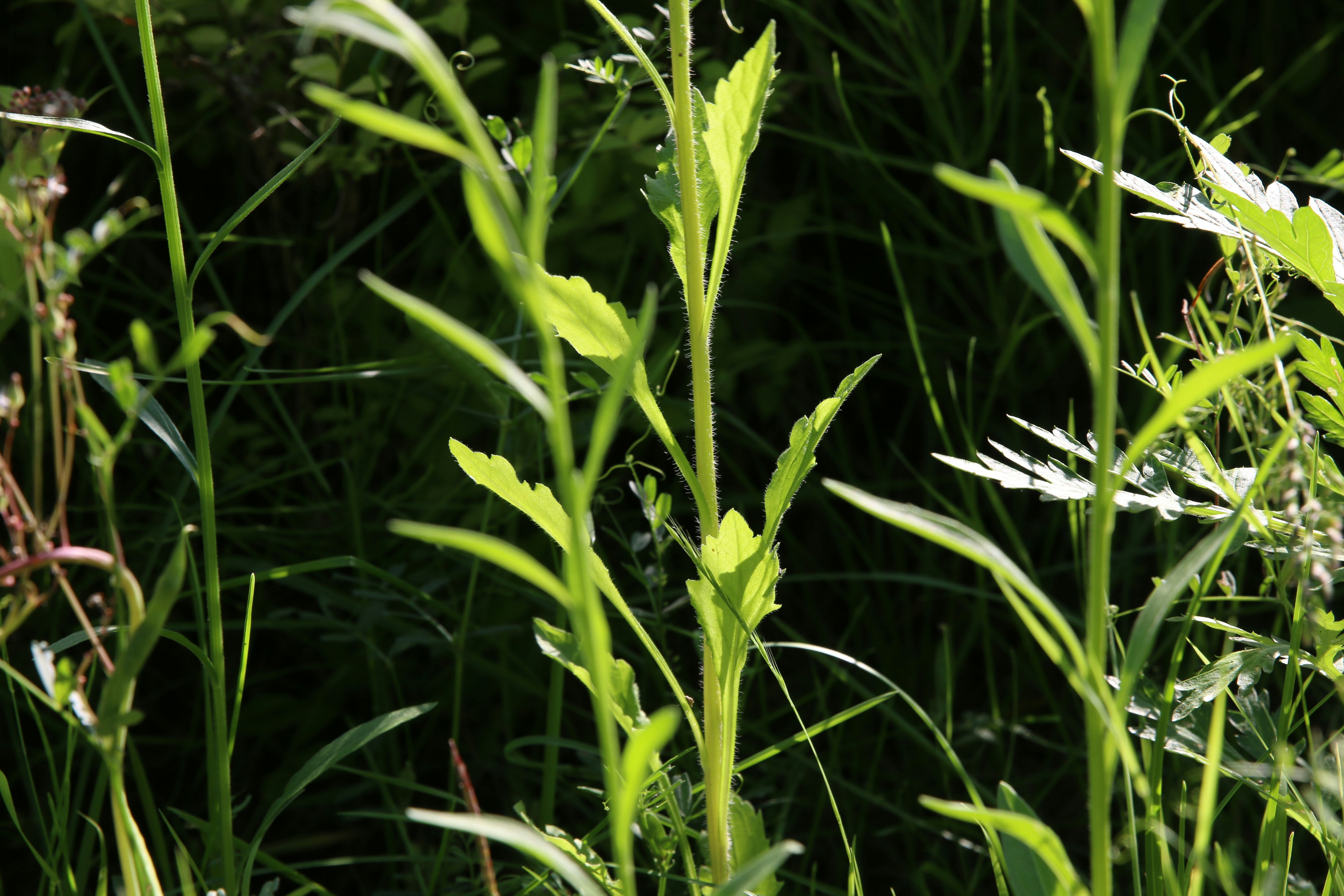 Tender Green Shoot Surrounded by Sunlit Grass