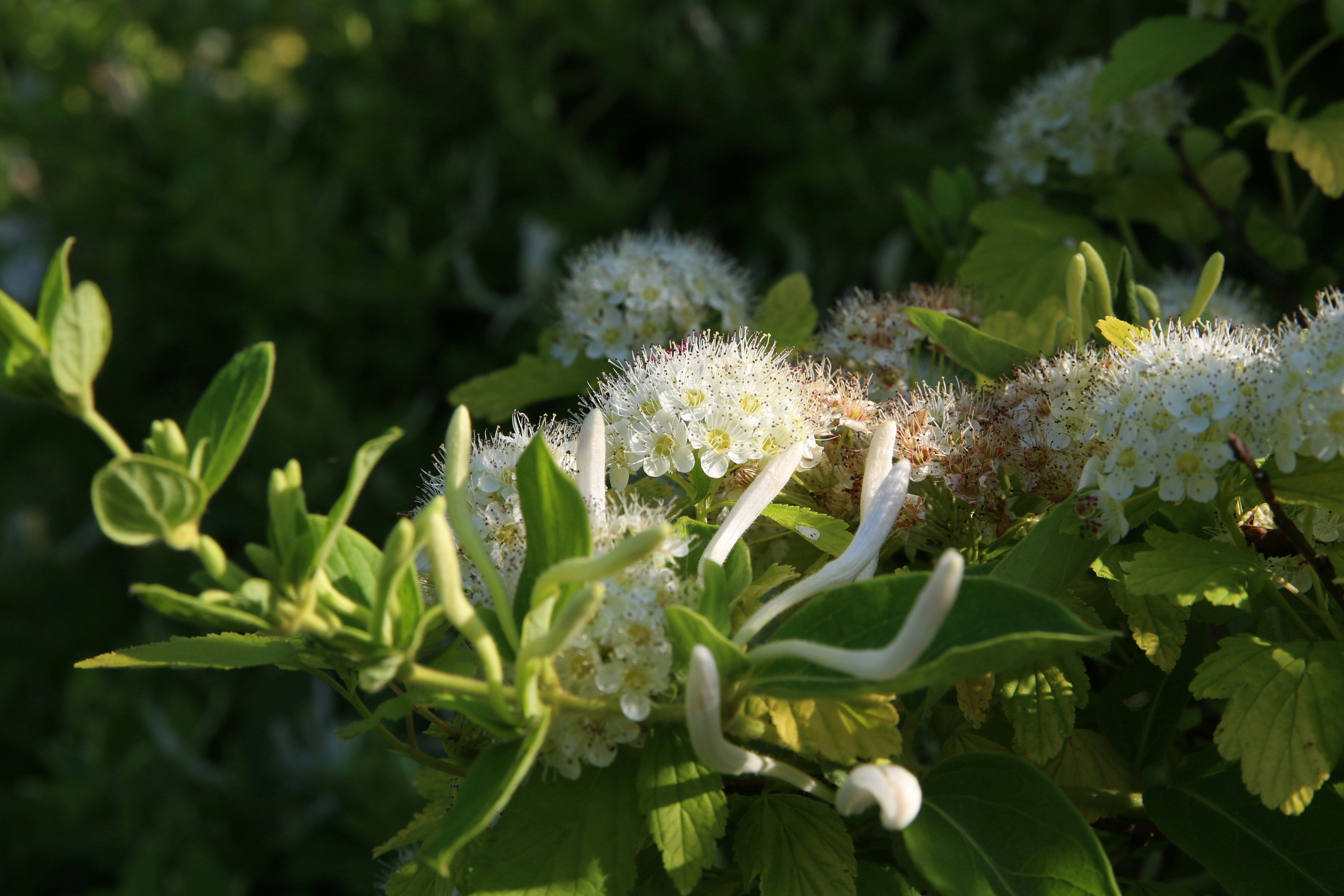 Soft Fern-like Blossoms in Dappled Summer Light