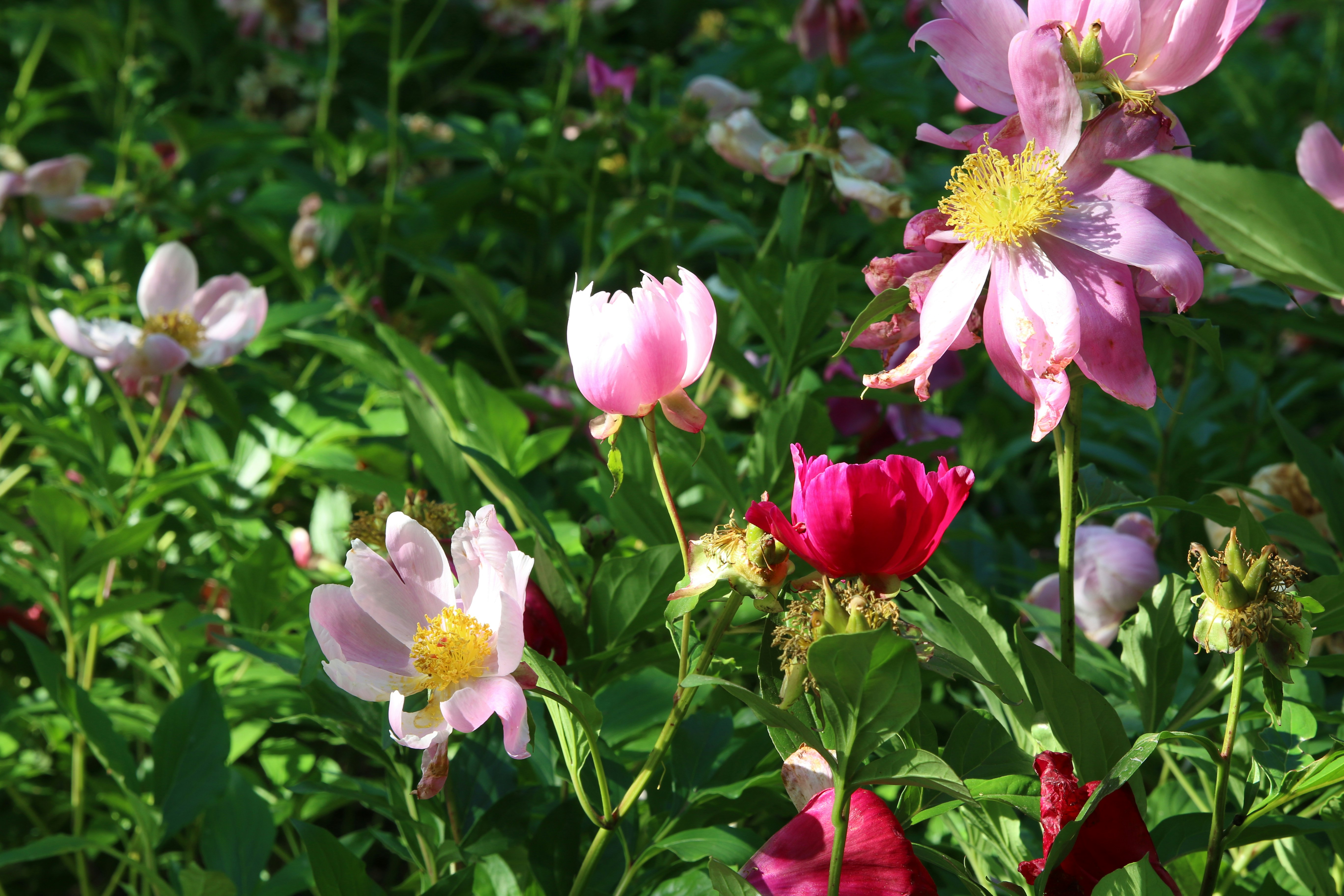 Crimson Blossom Amid Fresh Green Bed