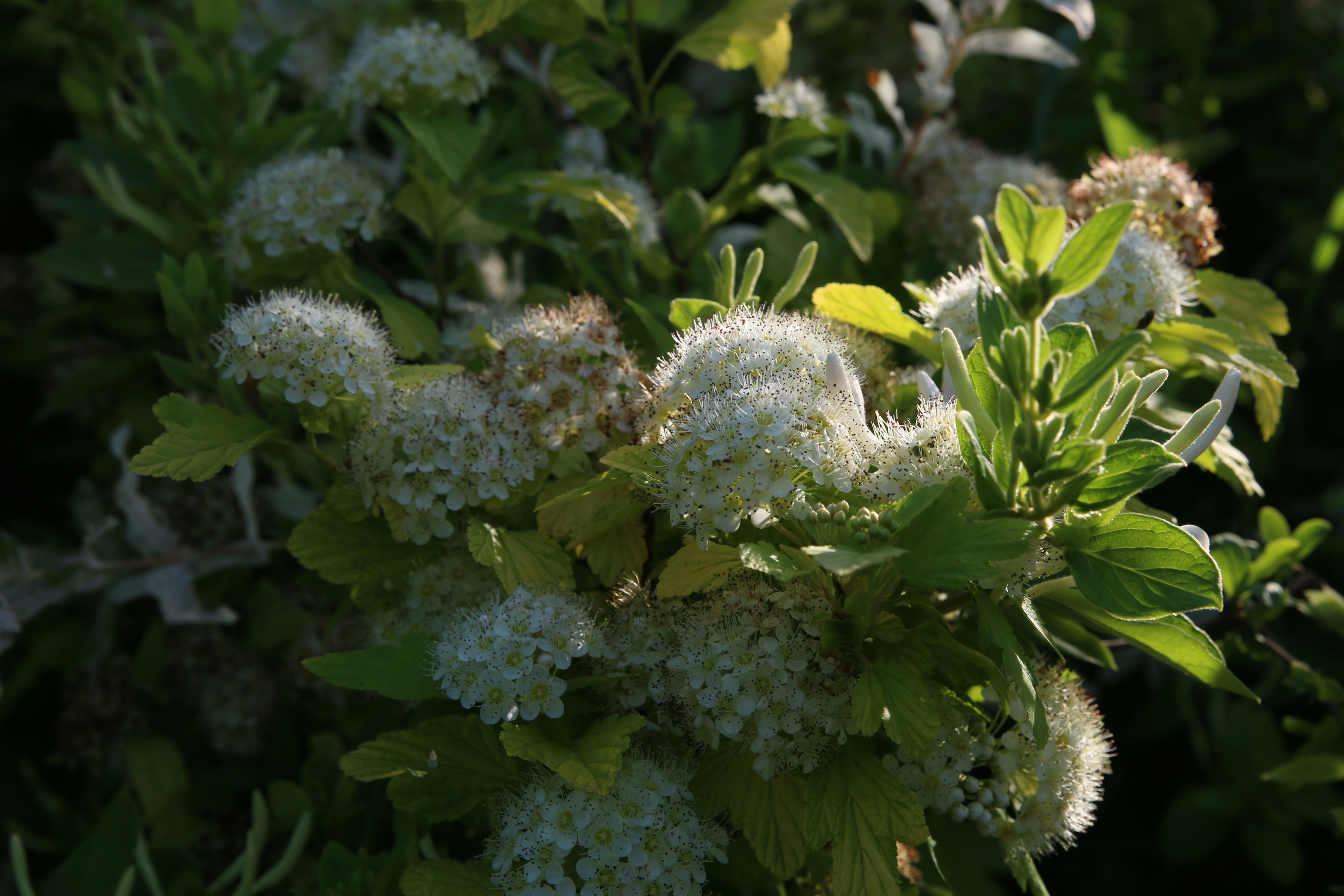 Cluster of White Florals in Sunlit Greenery