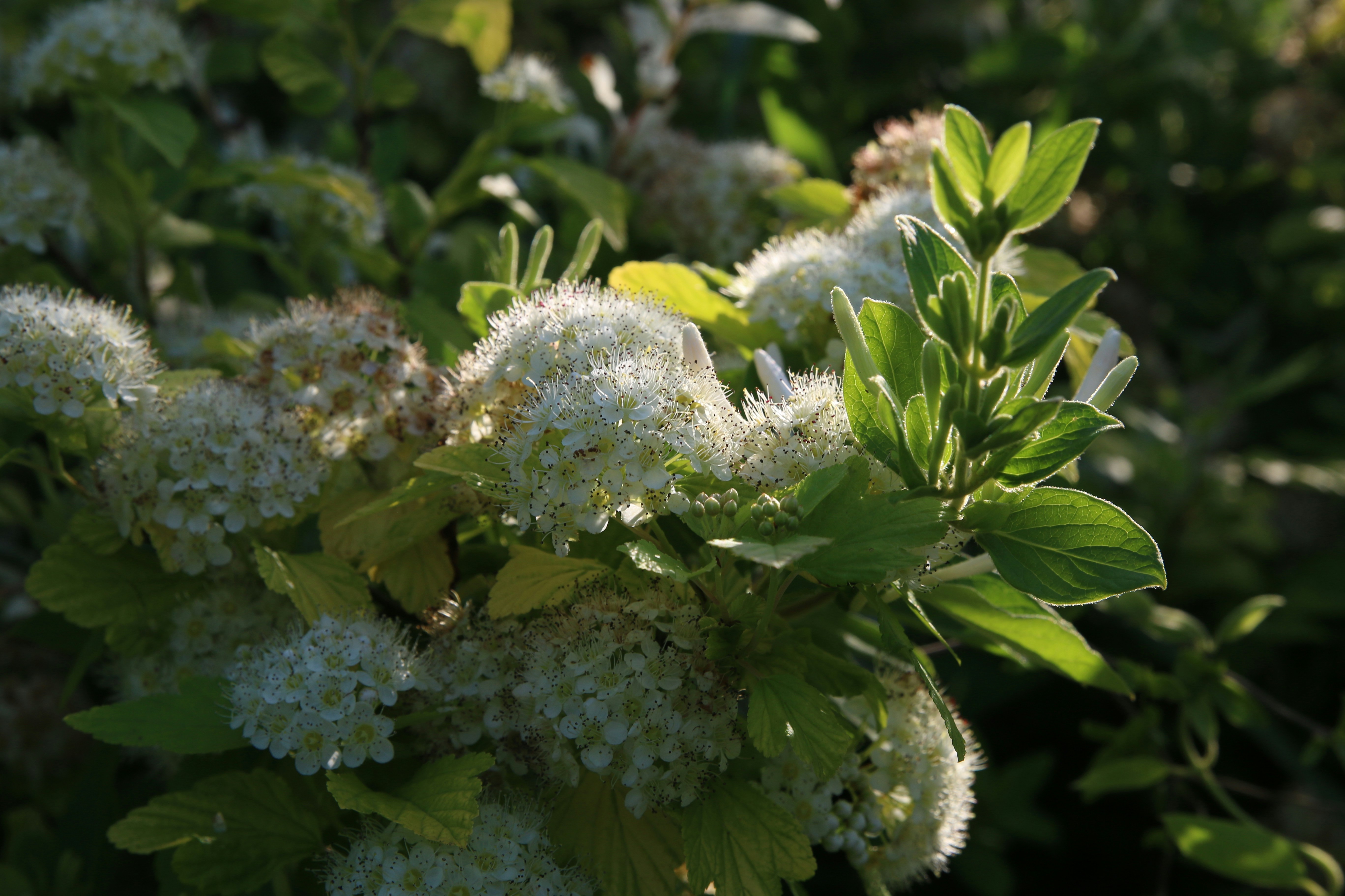 Sunlit cluster of white blossoms framed by dark foliage