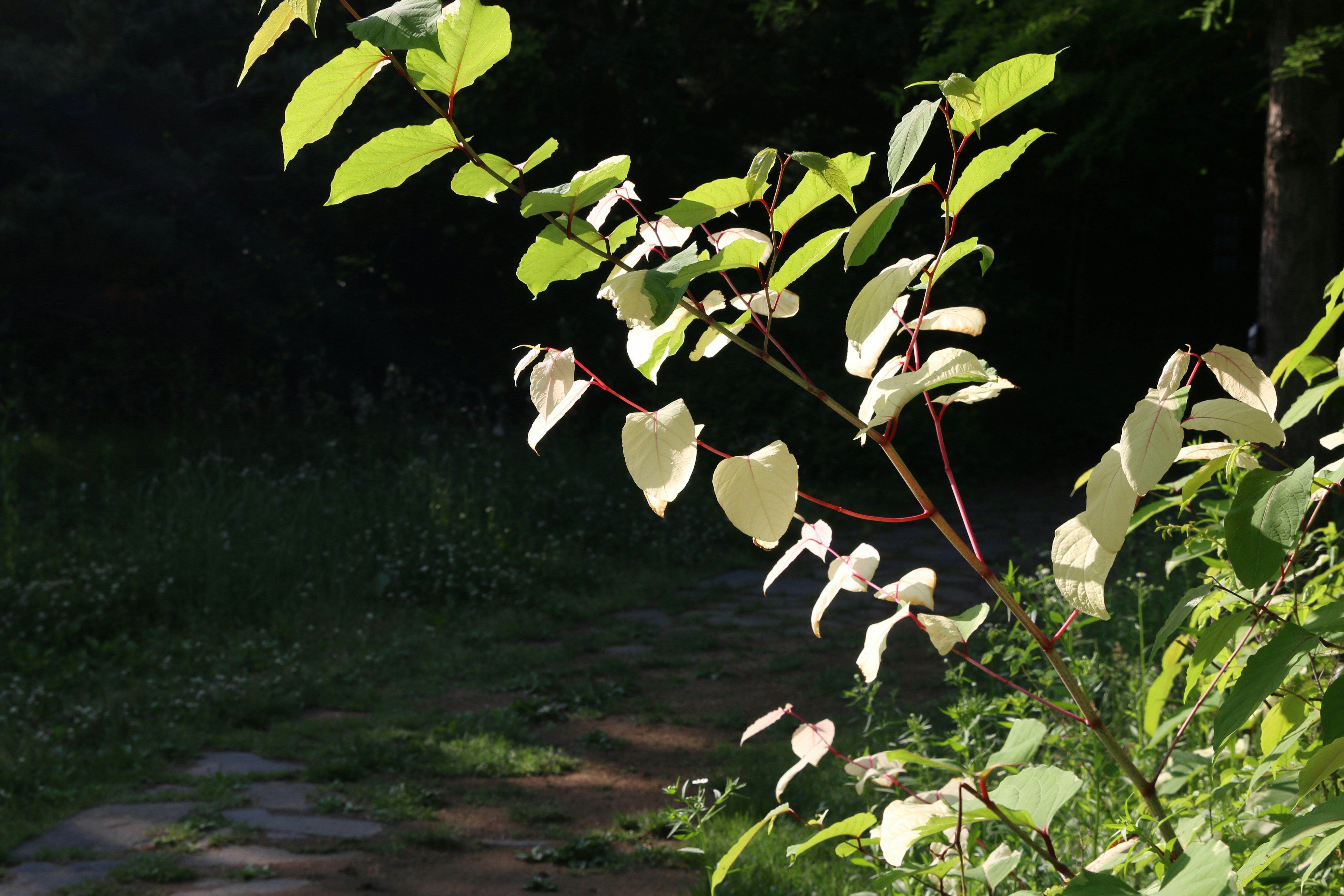 Sunlit shrub in a shaded forest path