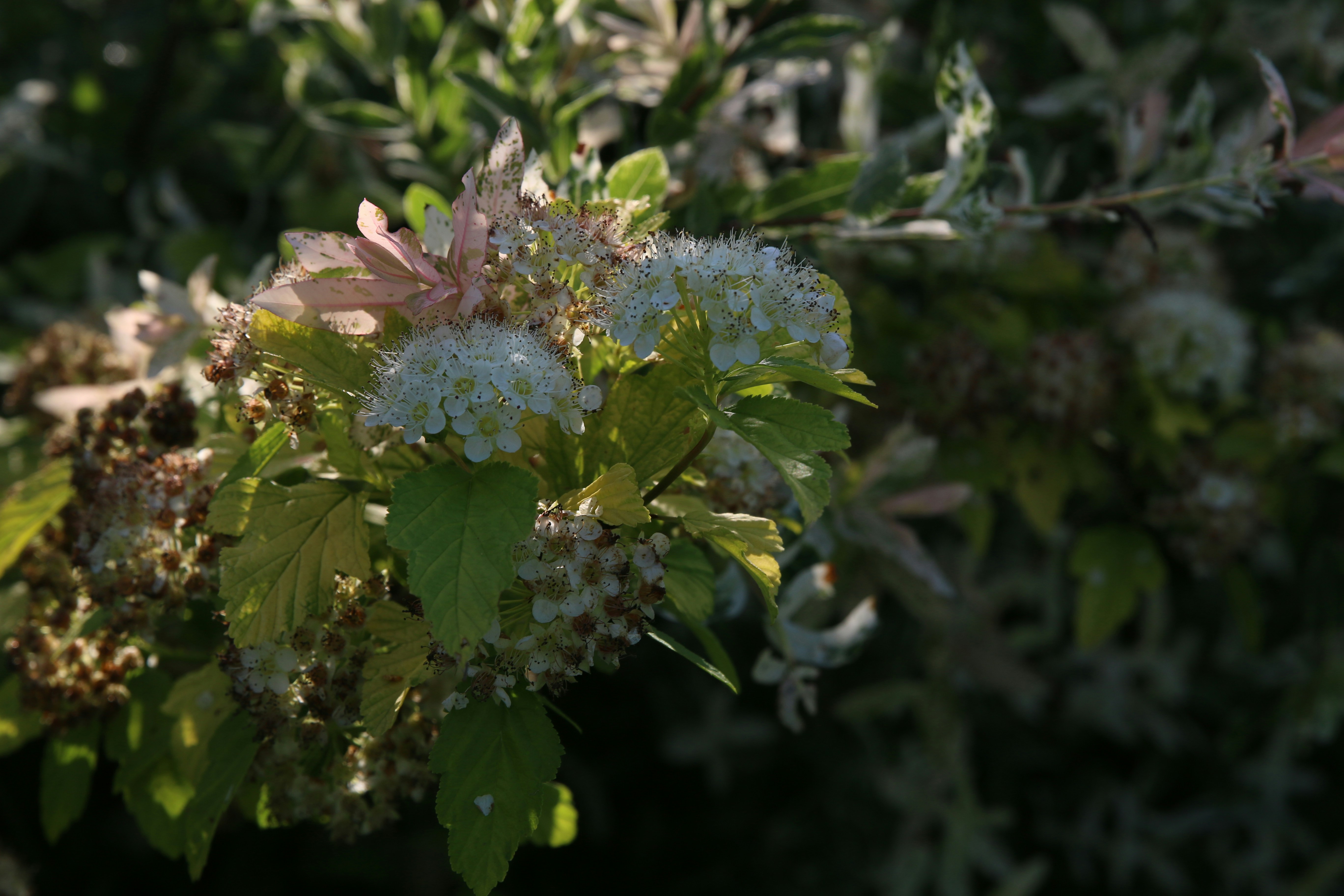 Sunlit cluster of blossoms amid shaded shrubbery