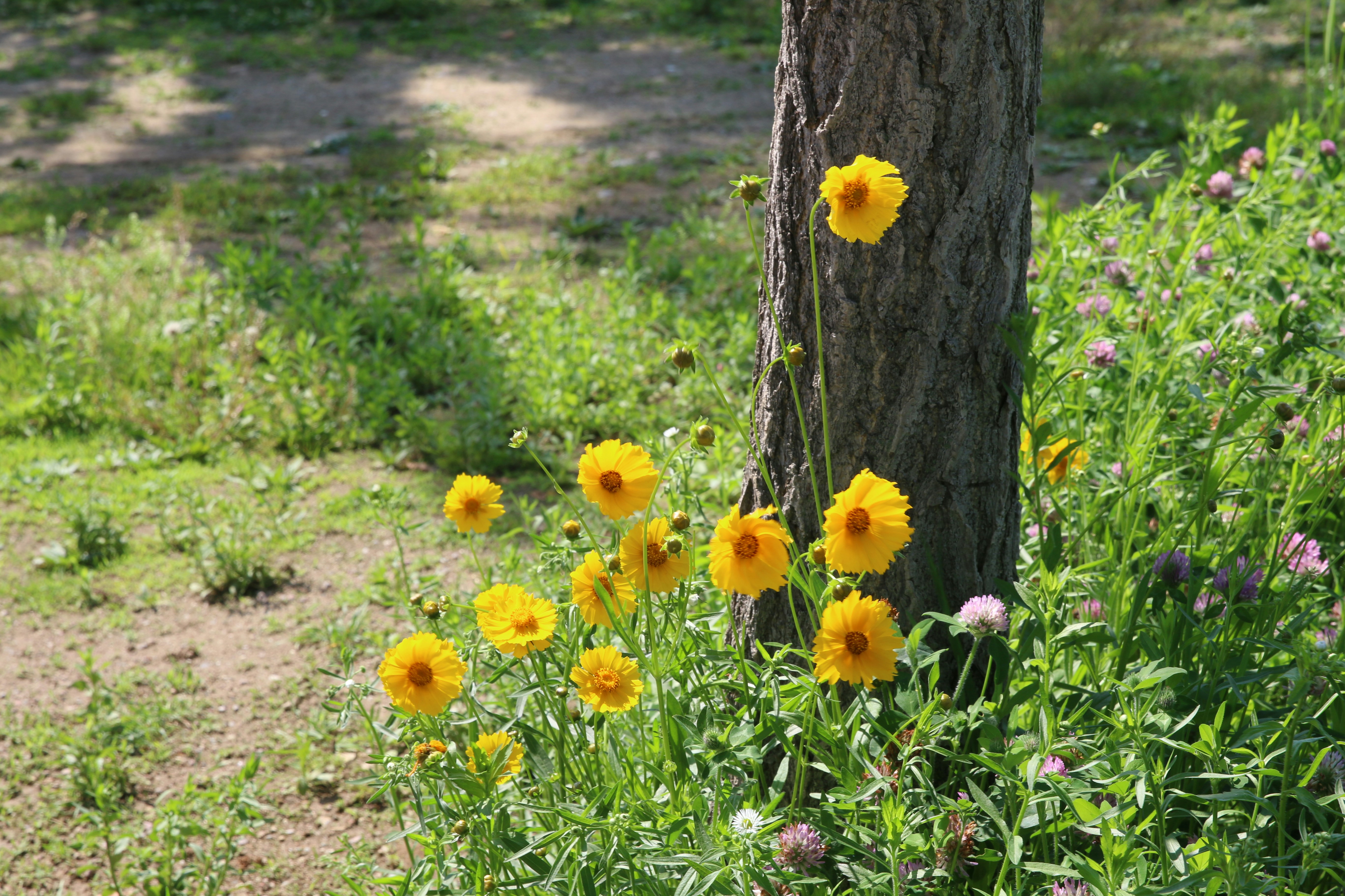 Sunlit yellow blooms at the base of a tree