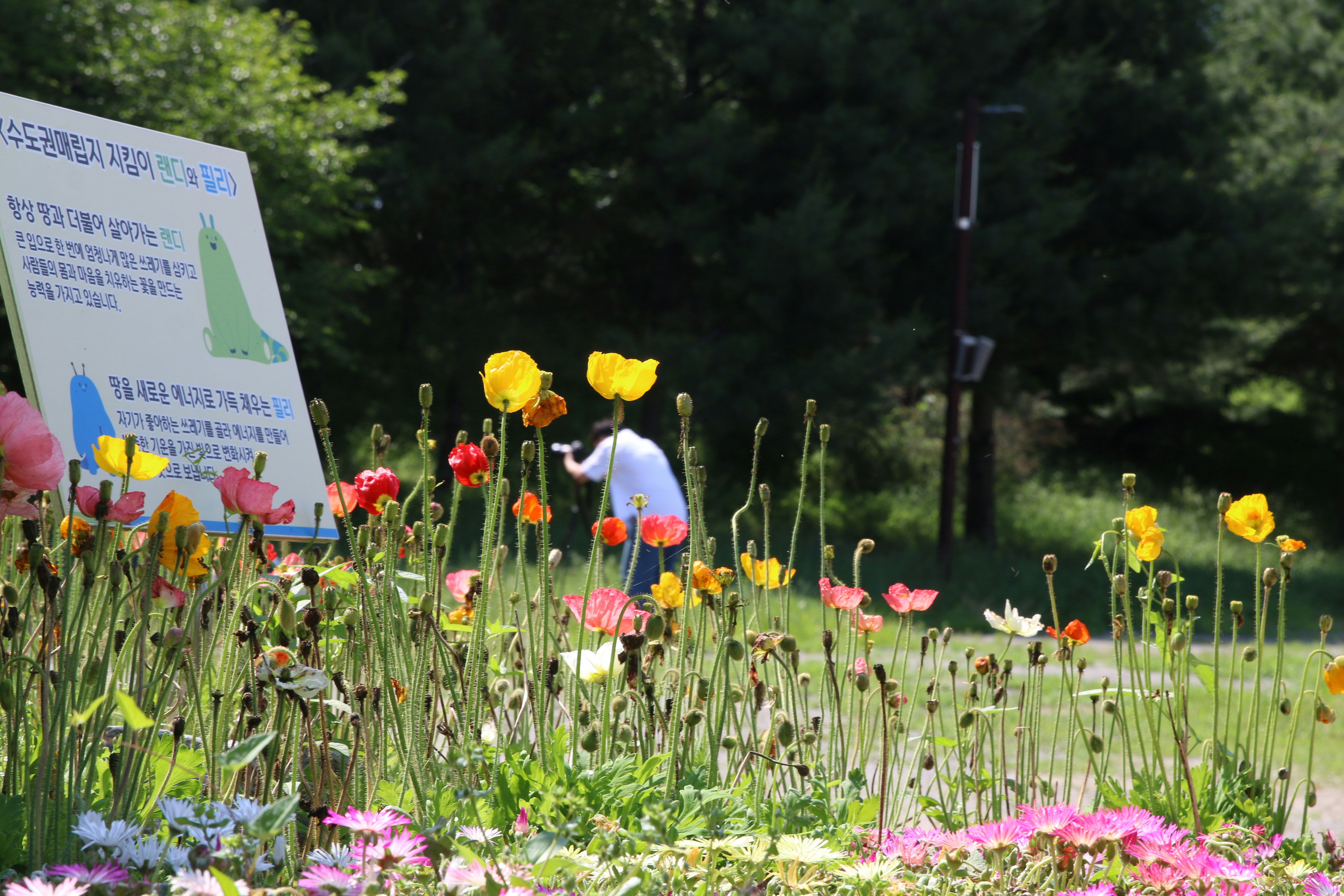 Petals in Focus: A Quiet Garden Moment by the Signboard