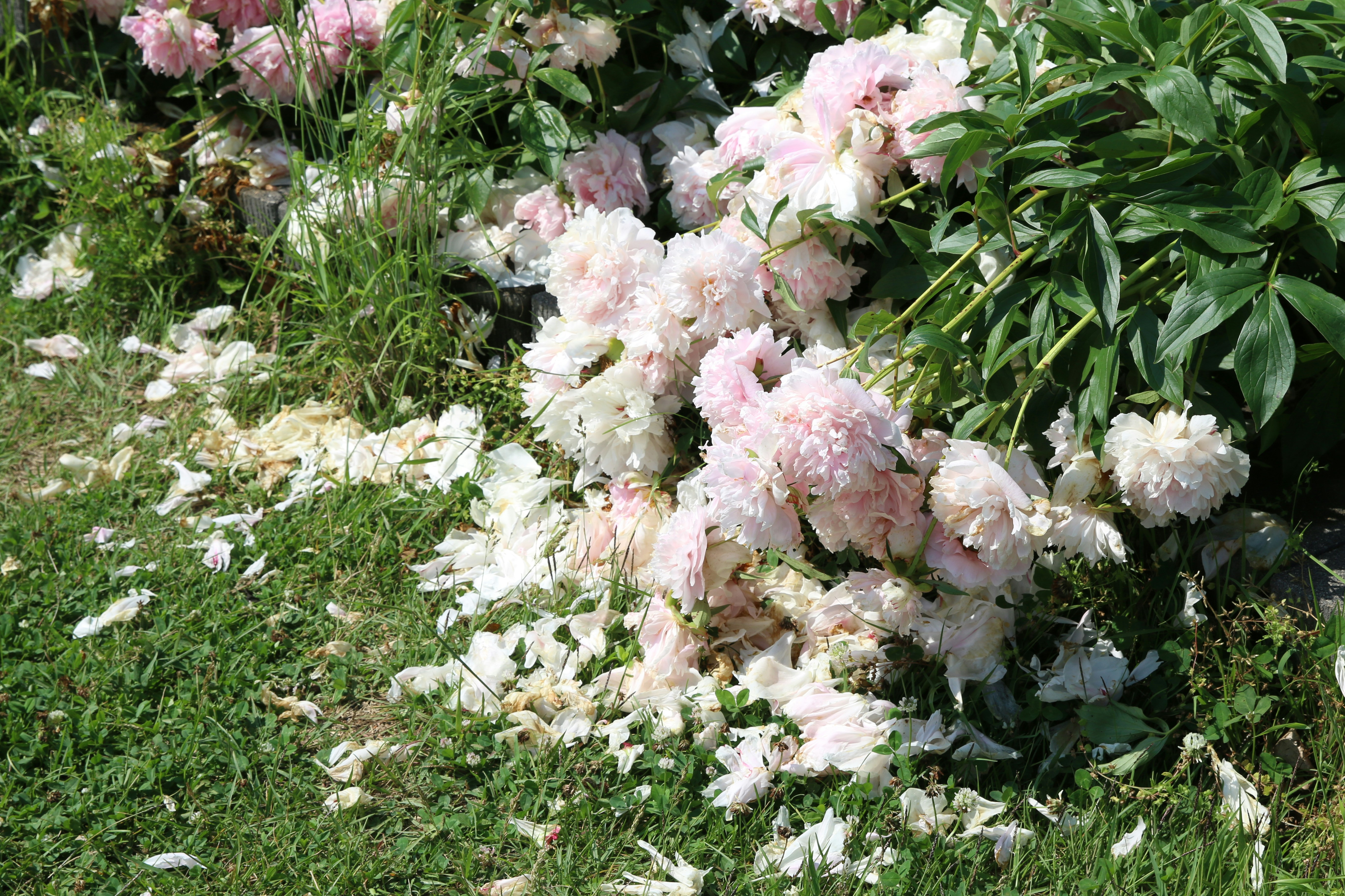 Soft-petal cascade along a sunlit garden edge