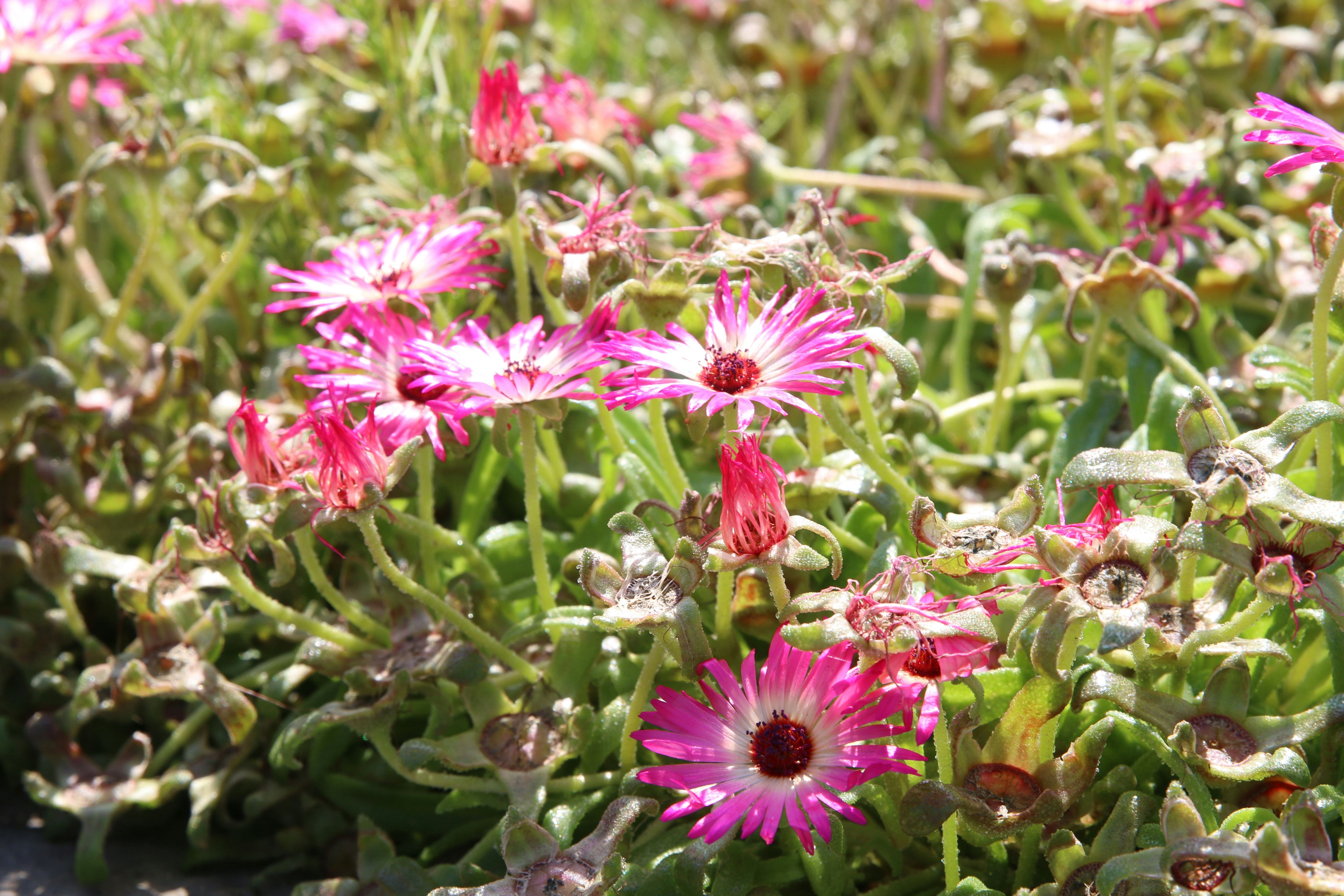 Pink Bloom Cascade: A Sunlit Patch of Daisies at Ground Level
