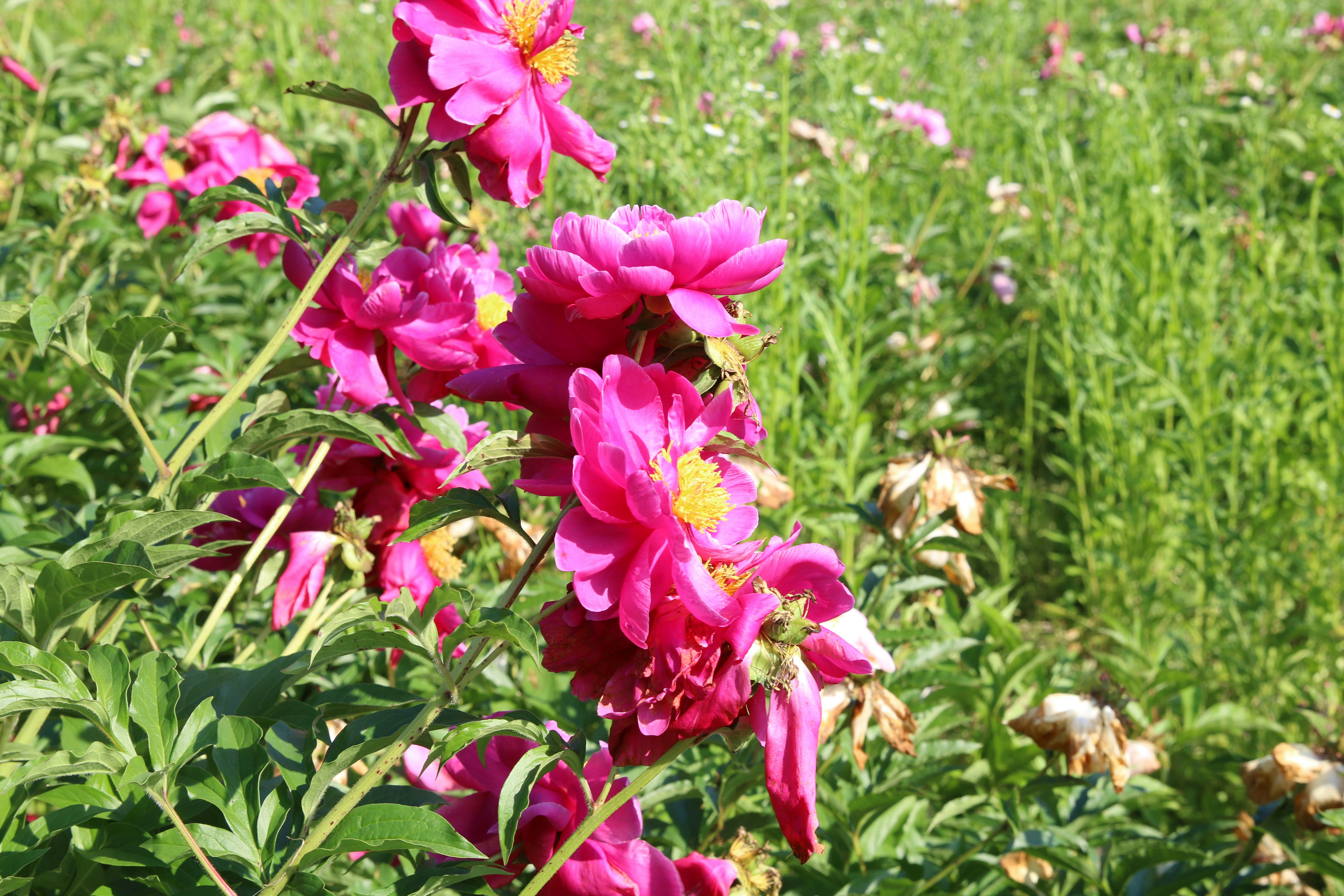 Pink peony cluster in sunlit garden field