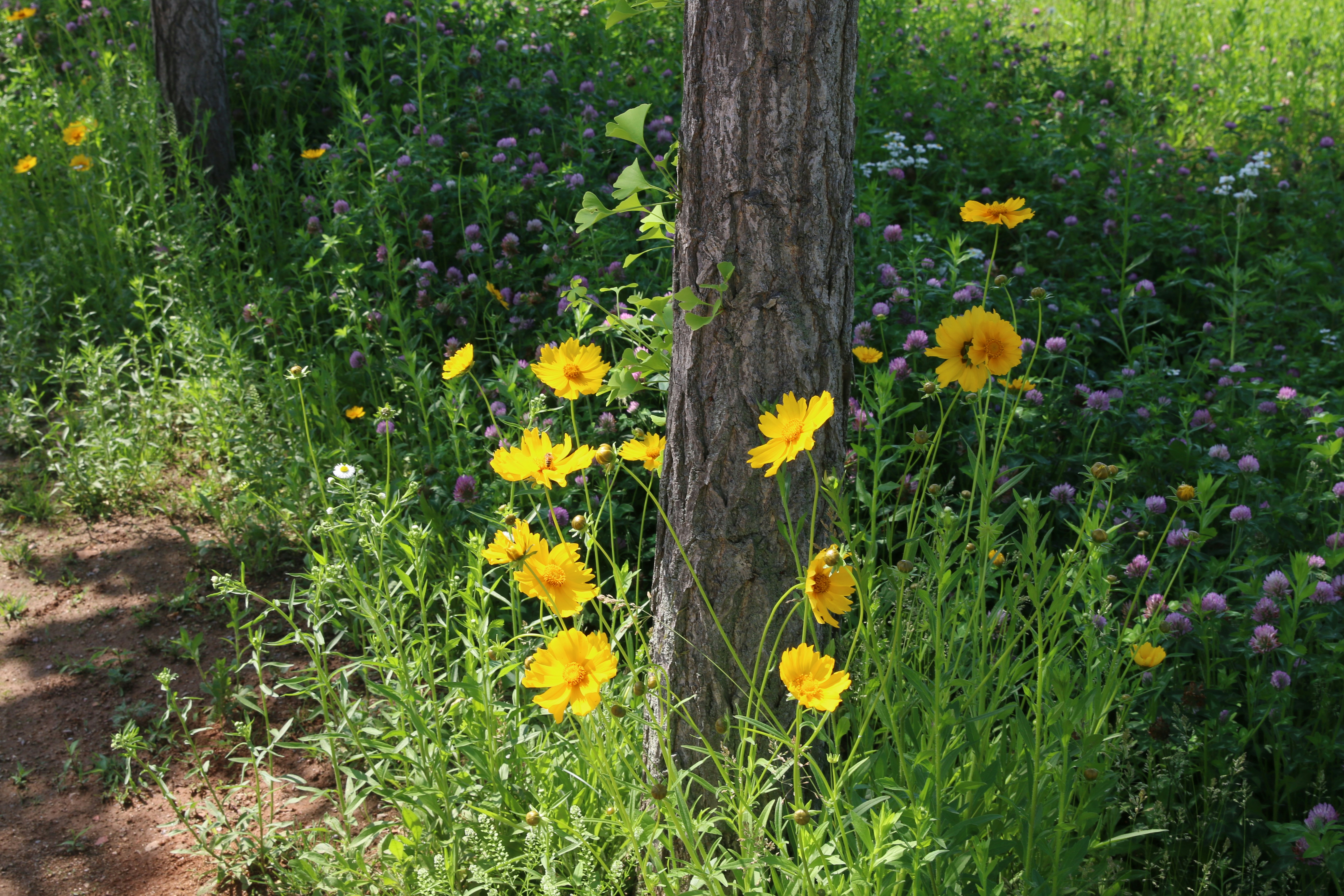 Sunlit Wildflowers Embrace a Weathered Tree Trunk