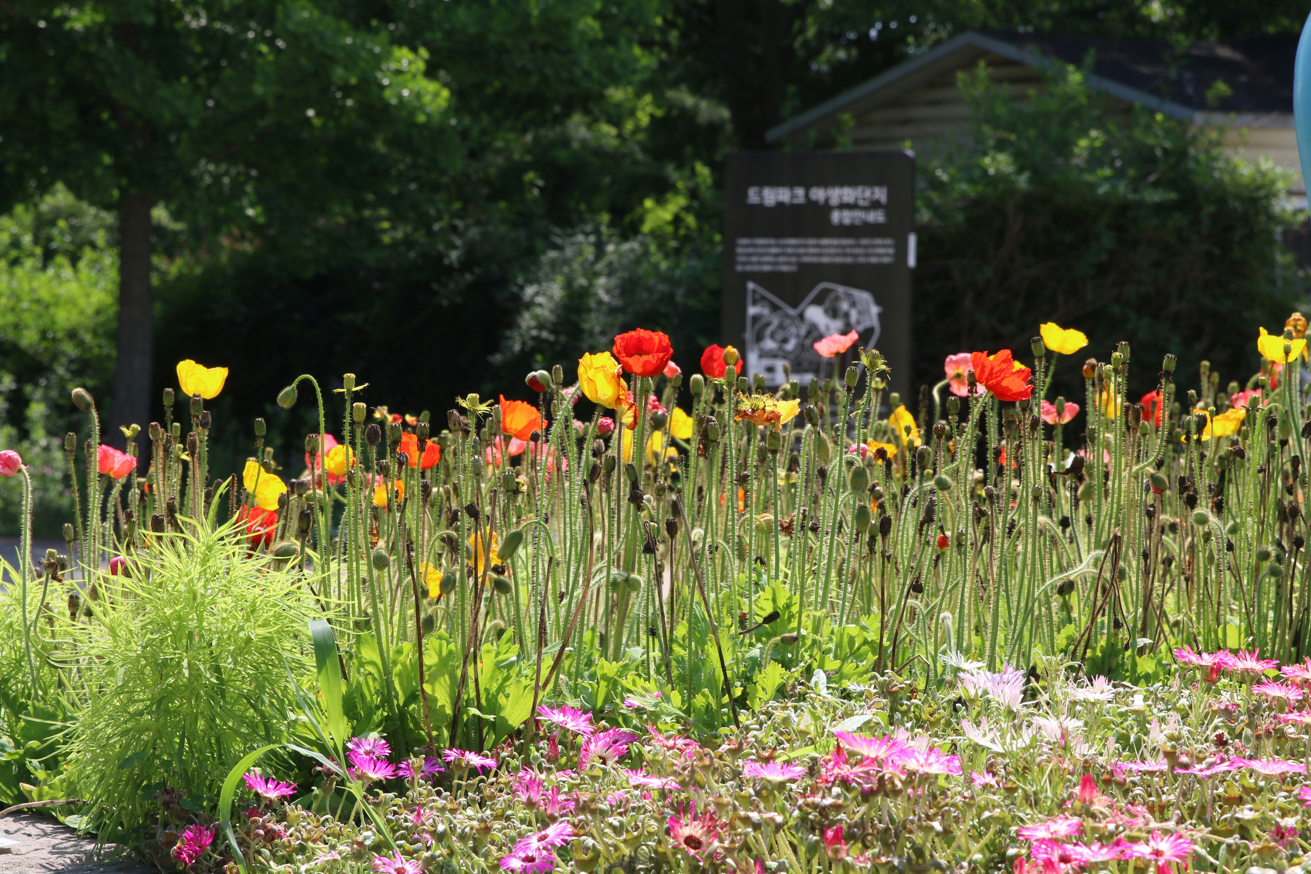 Garden in bloom with a distant informational sign as backdrop
