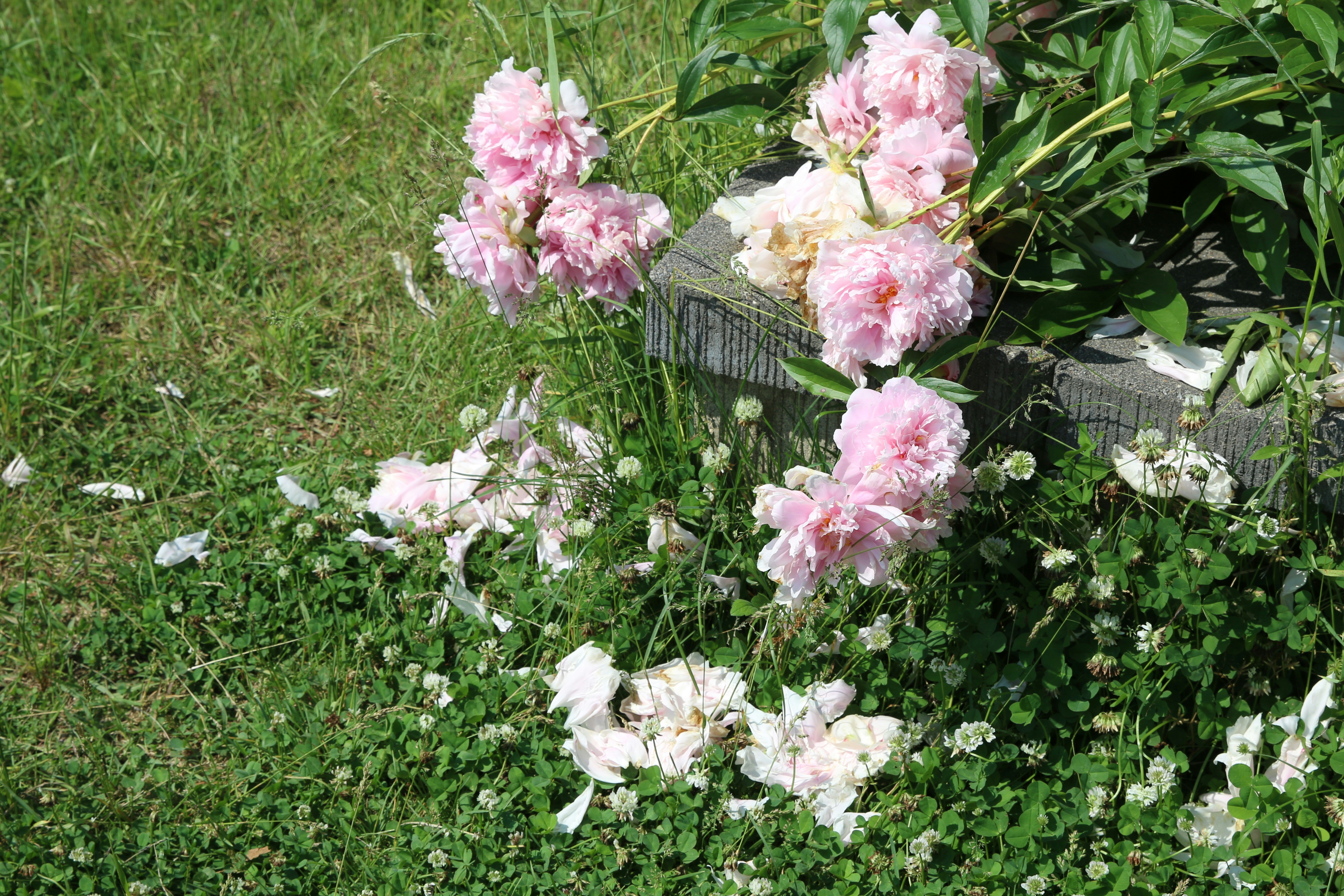 Soft Pink Petal Parade Along the Garden Border