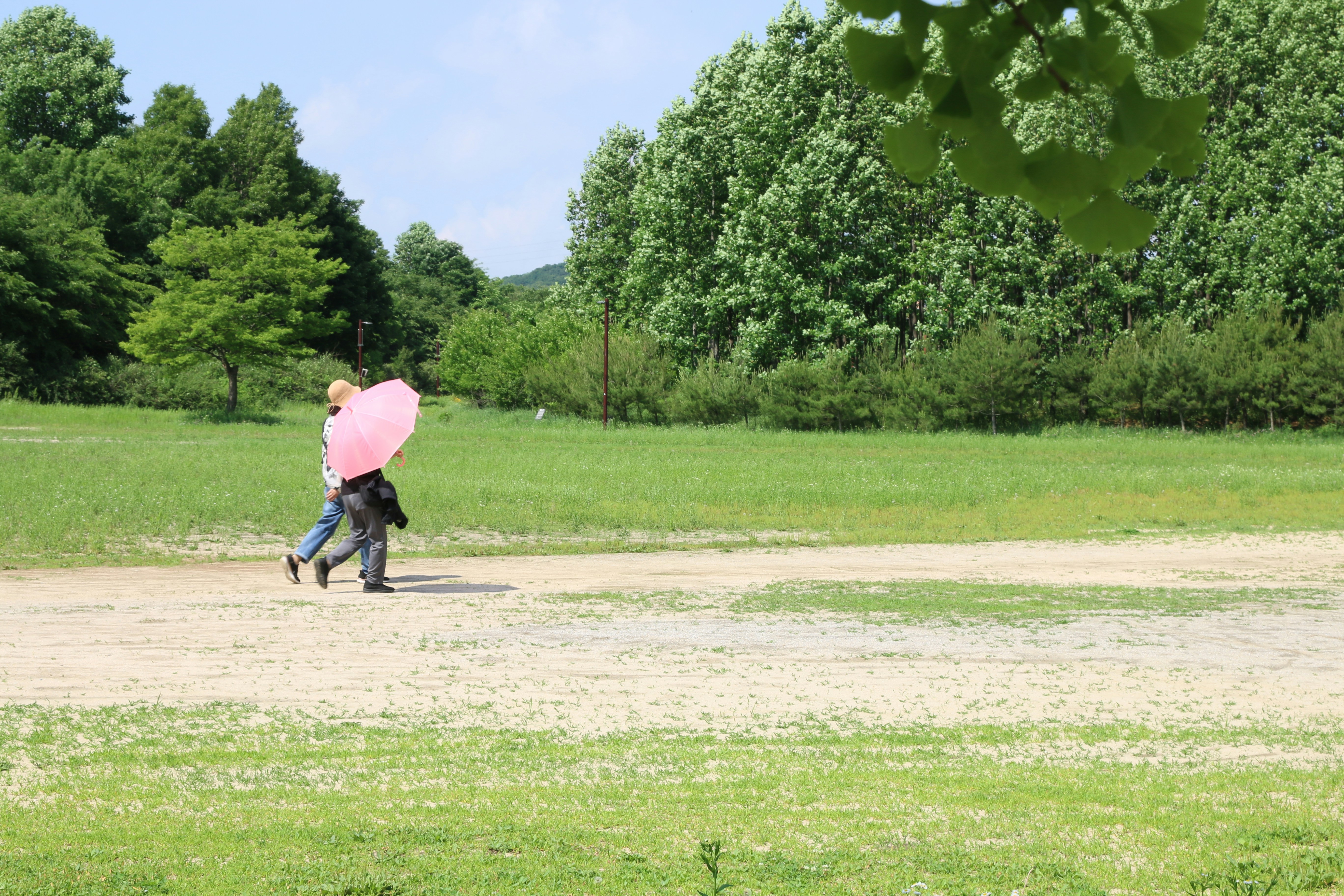 Pink Umbrella Privacy: A Walk Across the Park