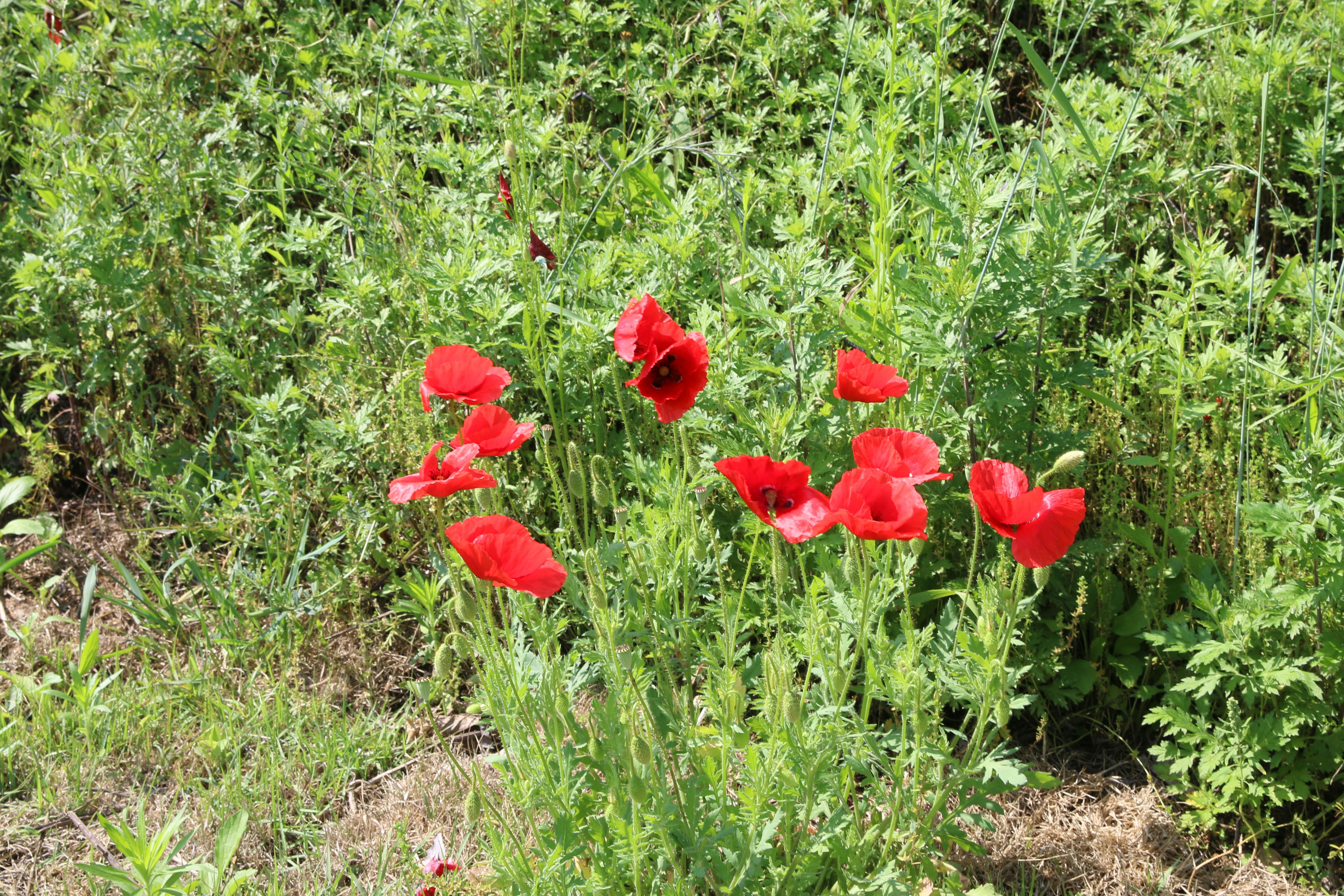 Crimson Poppies in a Sunlit Field