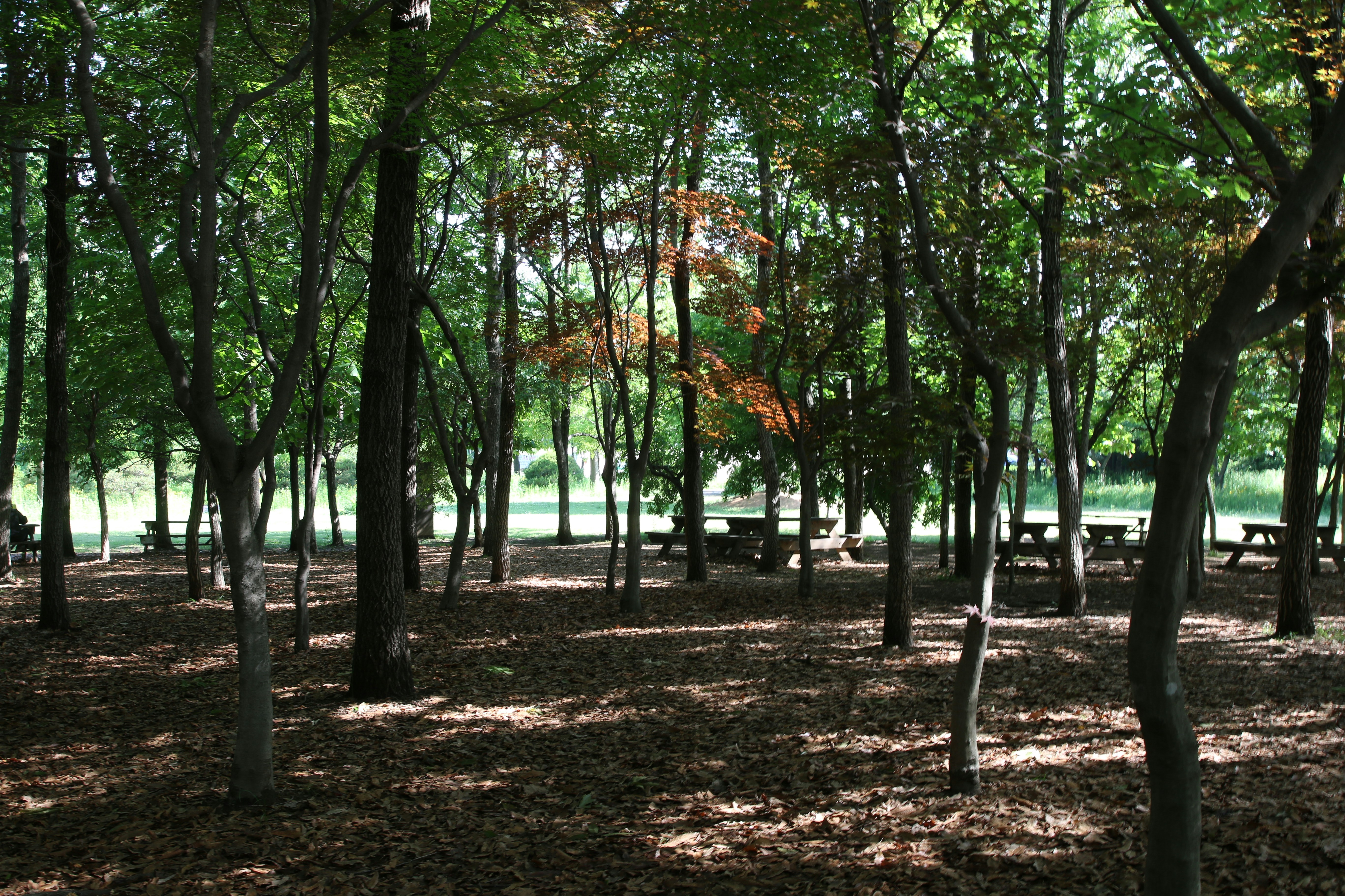 Sunlit Grove: A Quiet Clearing Framed by Trees