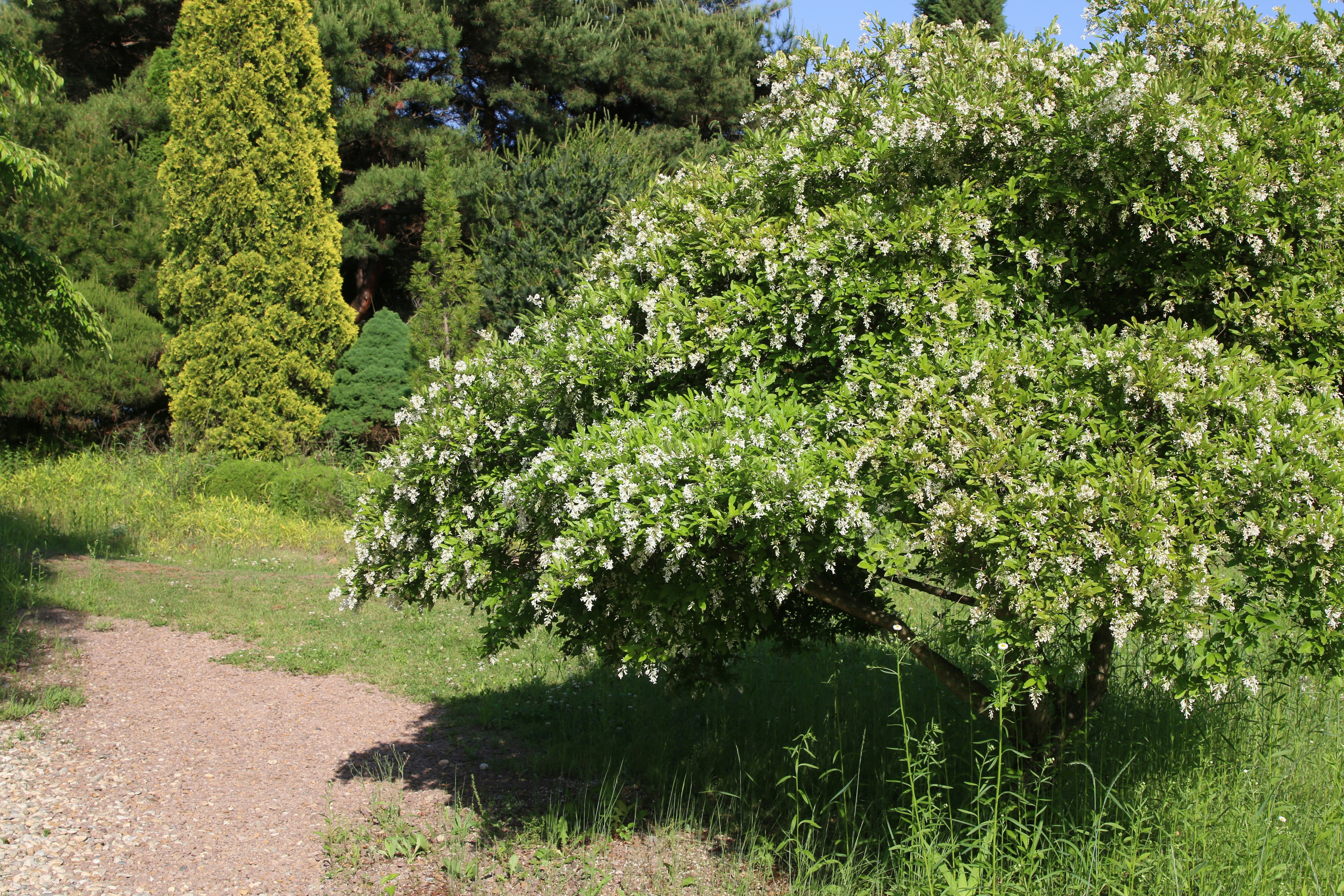 Flourishing white-flowered shrub in sunlit park