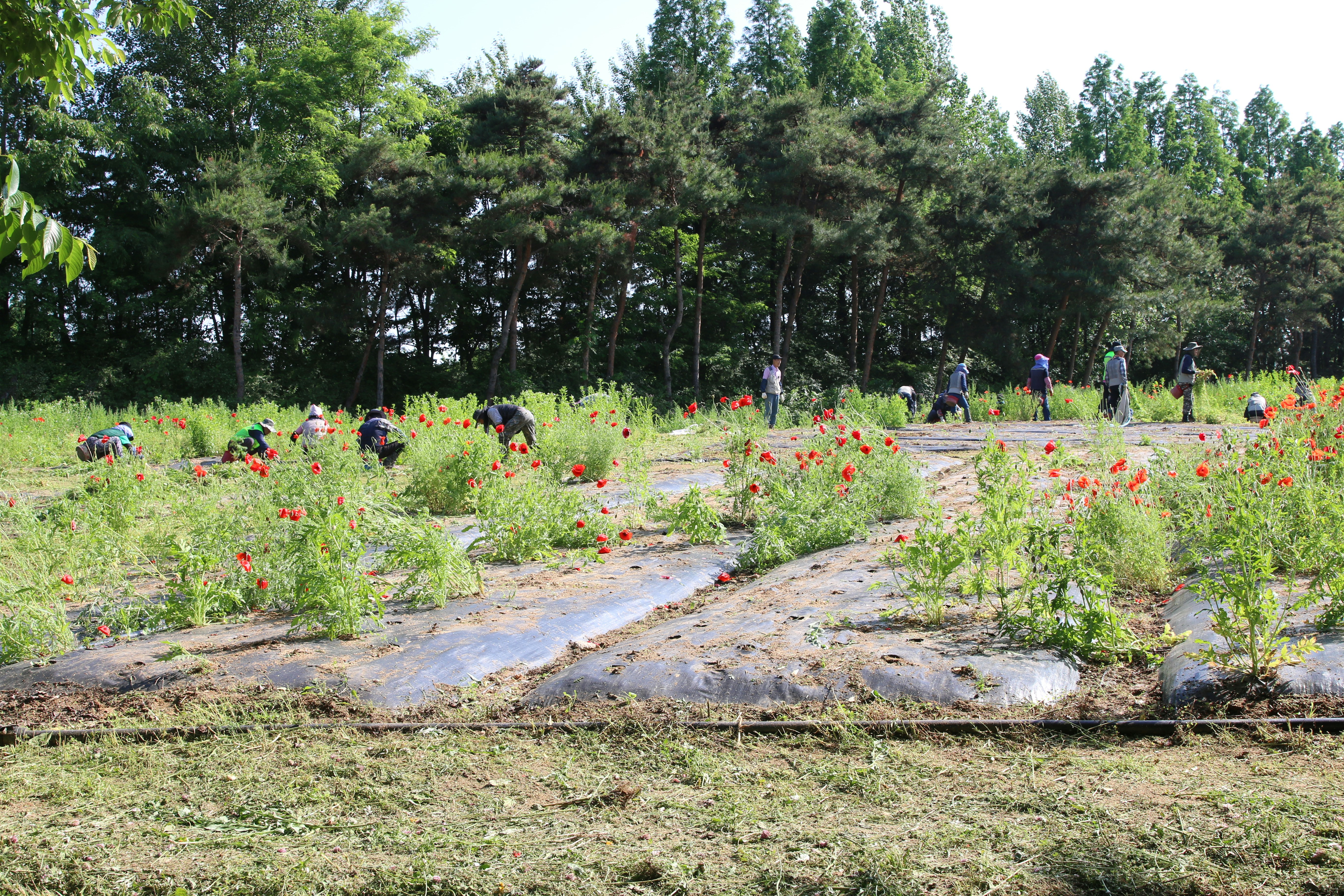 Hands in the Rows: Garden Workers Among Red Blooms
