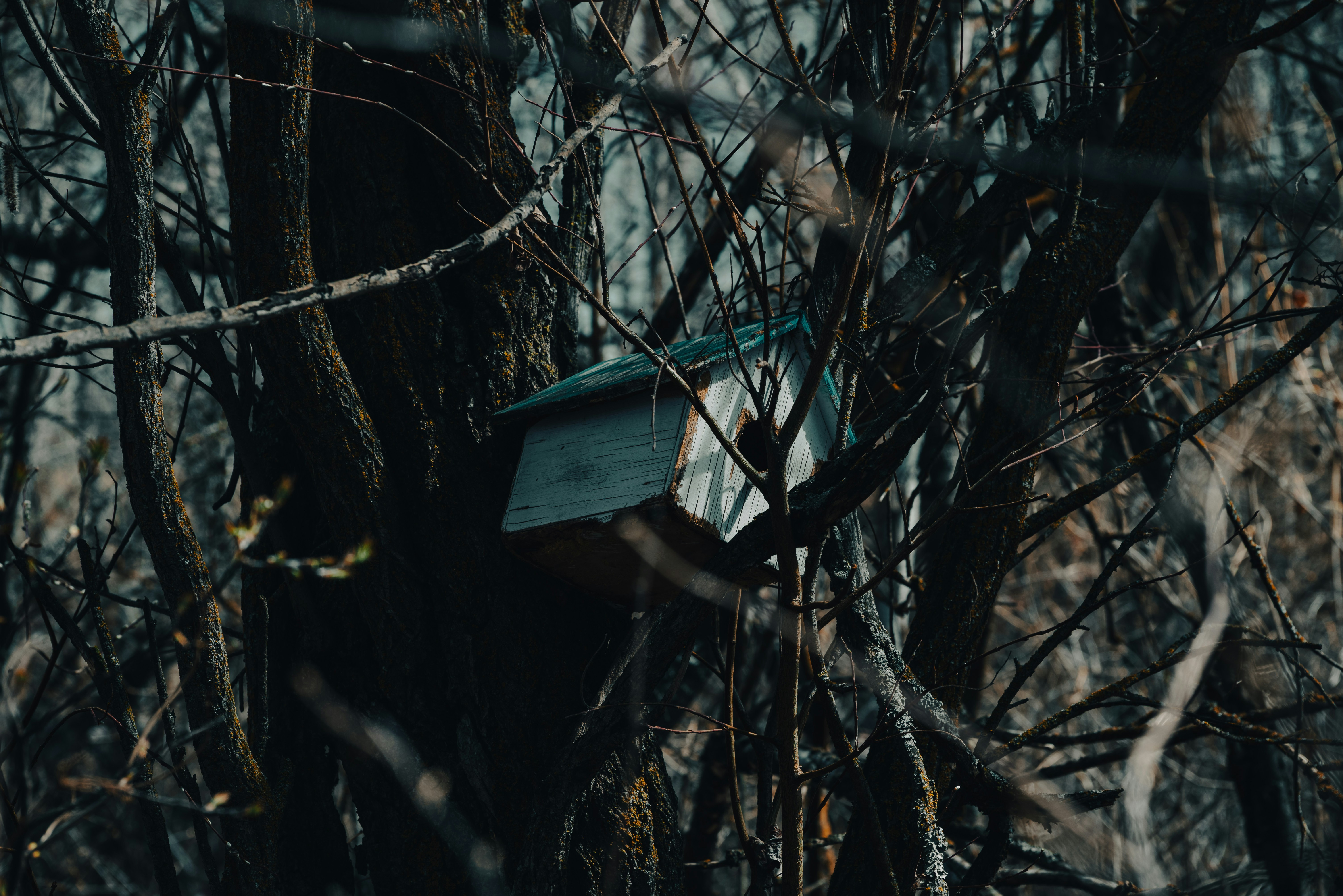 Hidden Altar in the Orchard of Shadows