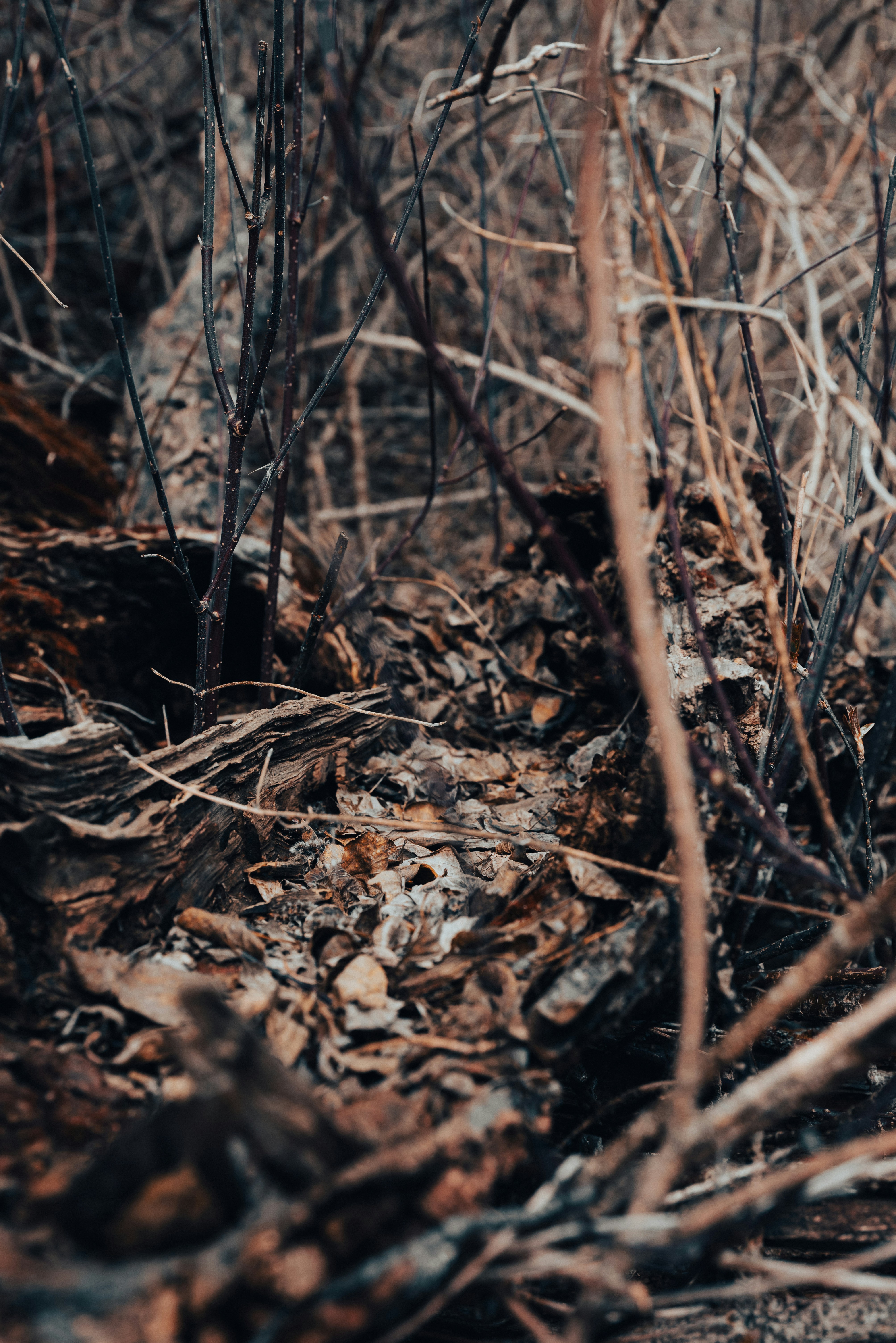 Charred Understory: A Tangled Path Through Burned Branches