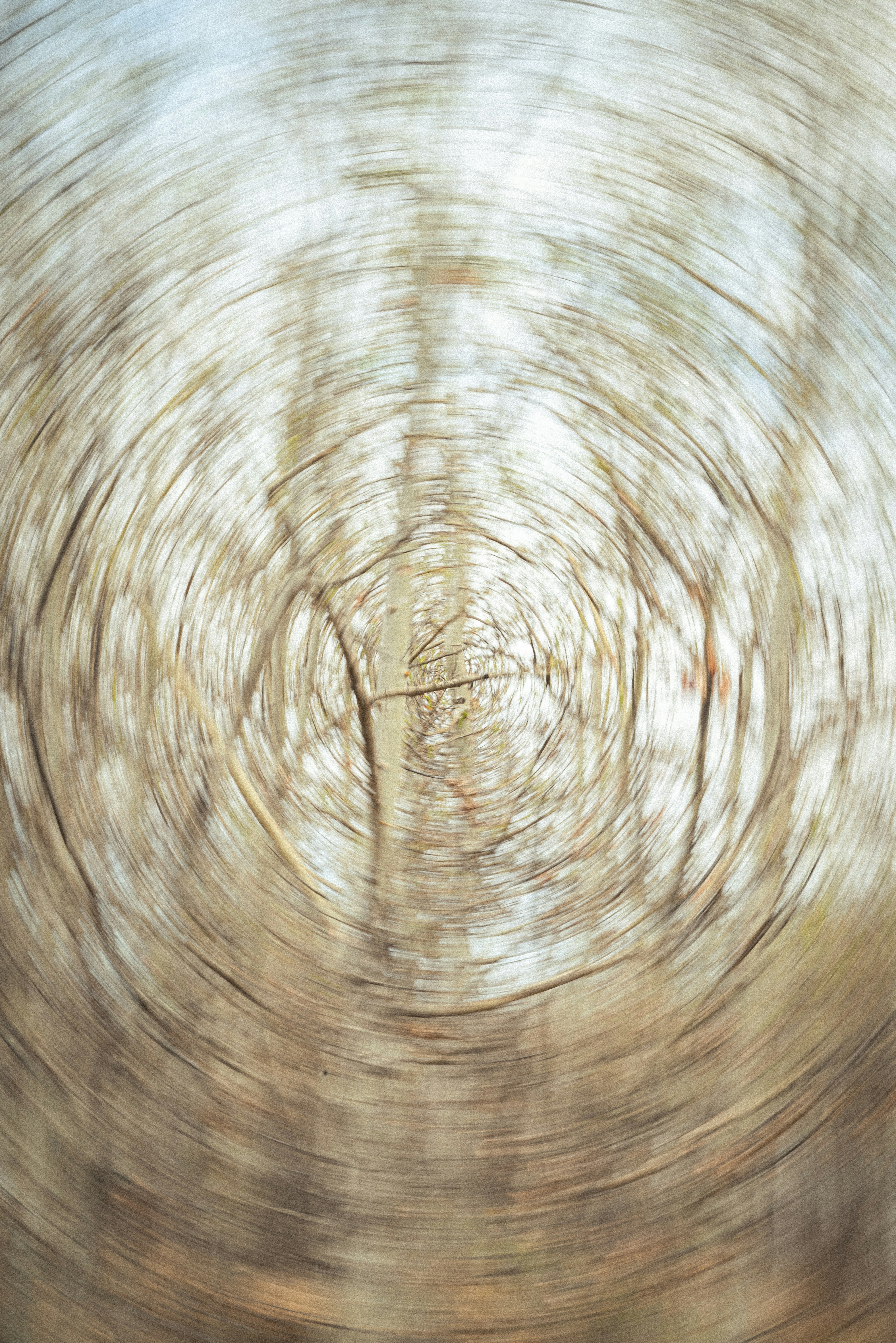 Spiraling Winter Woods: A Tunnel of Trees