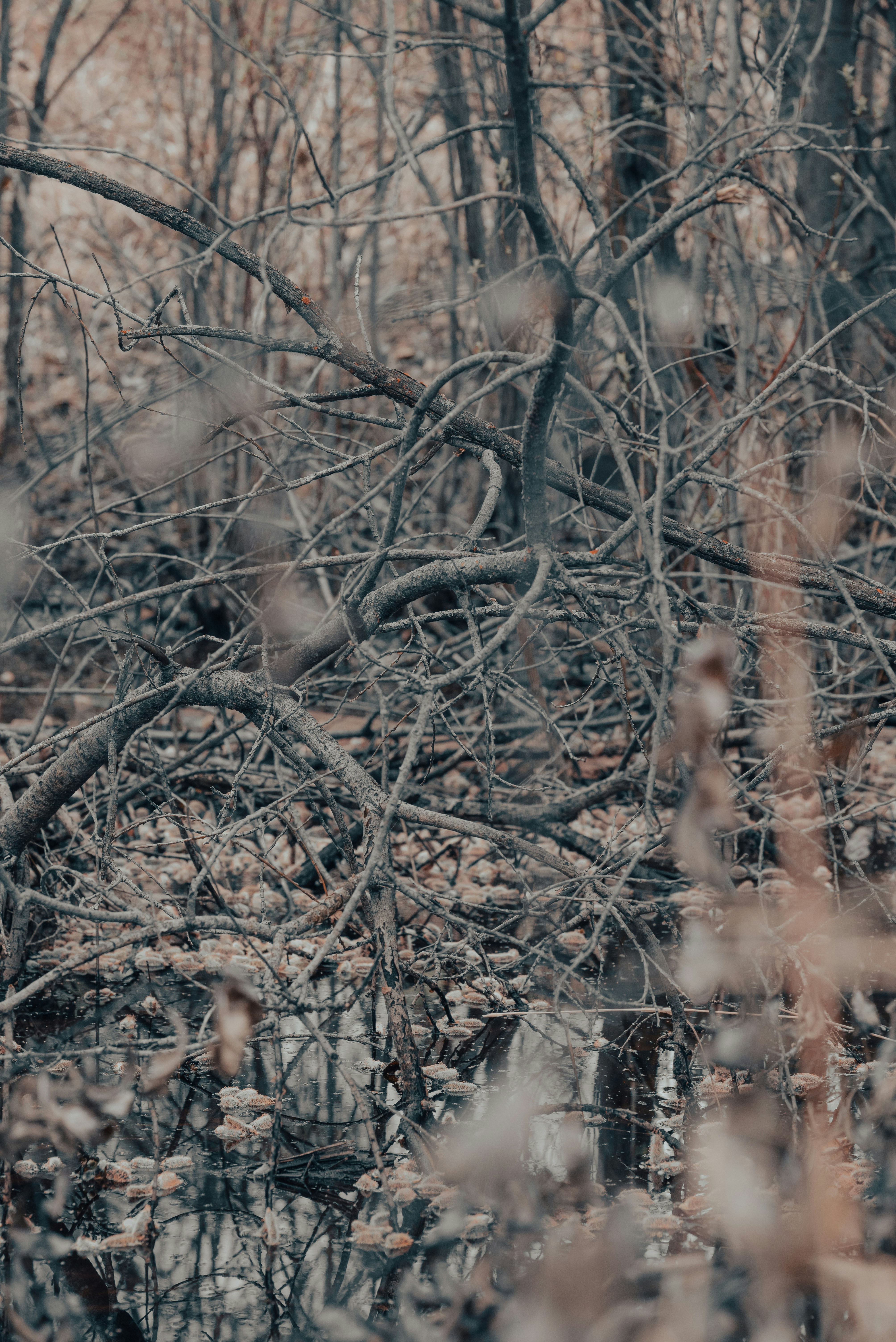Entangled Reflections in a Winter Thicket