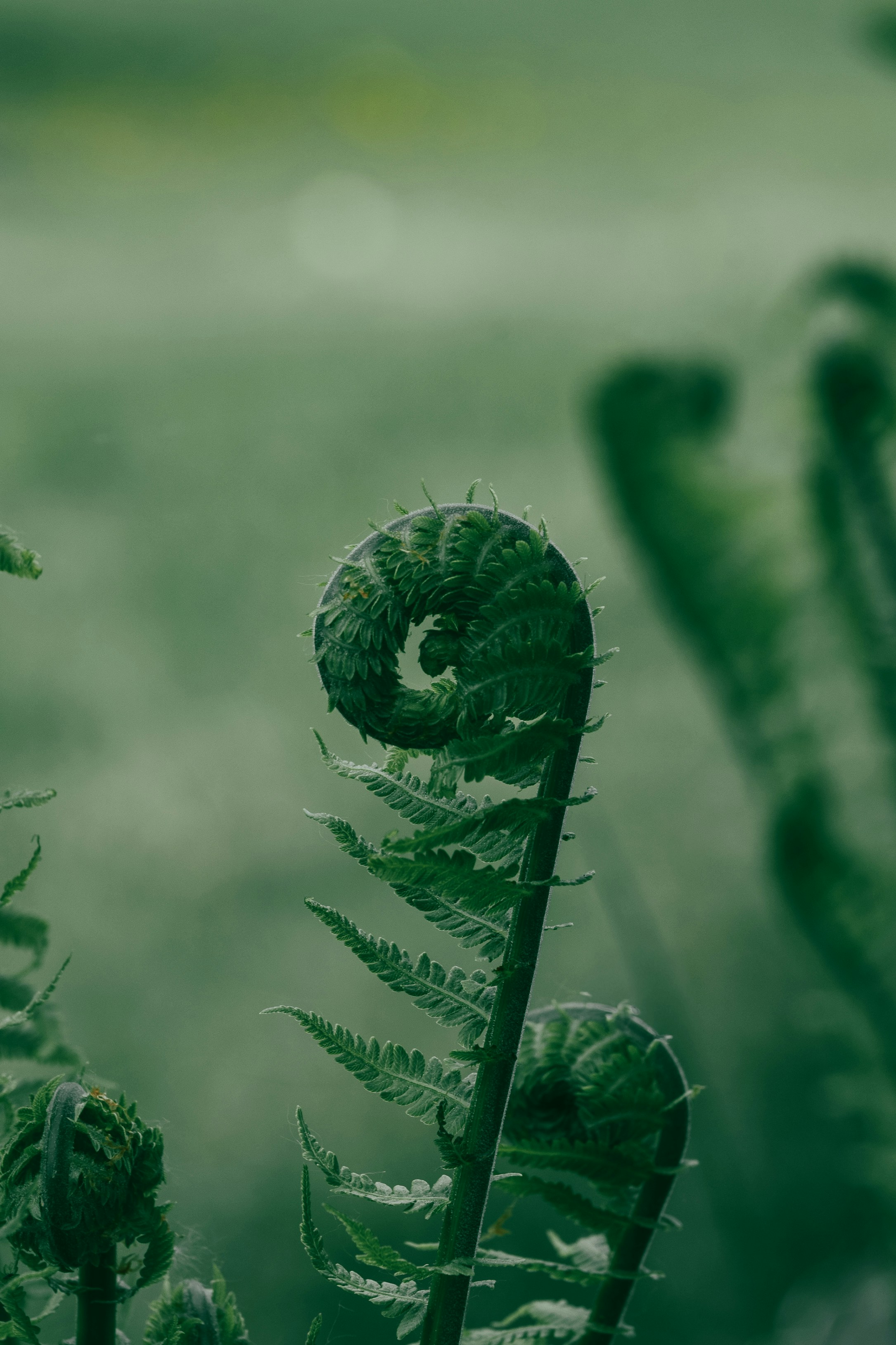 Curled Fern Frond: Spiral Growth in a Quiet Meadow