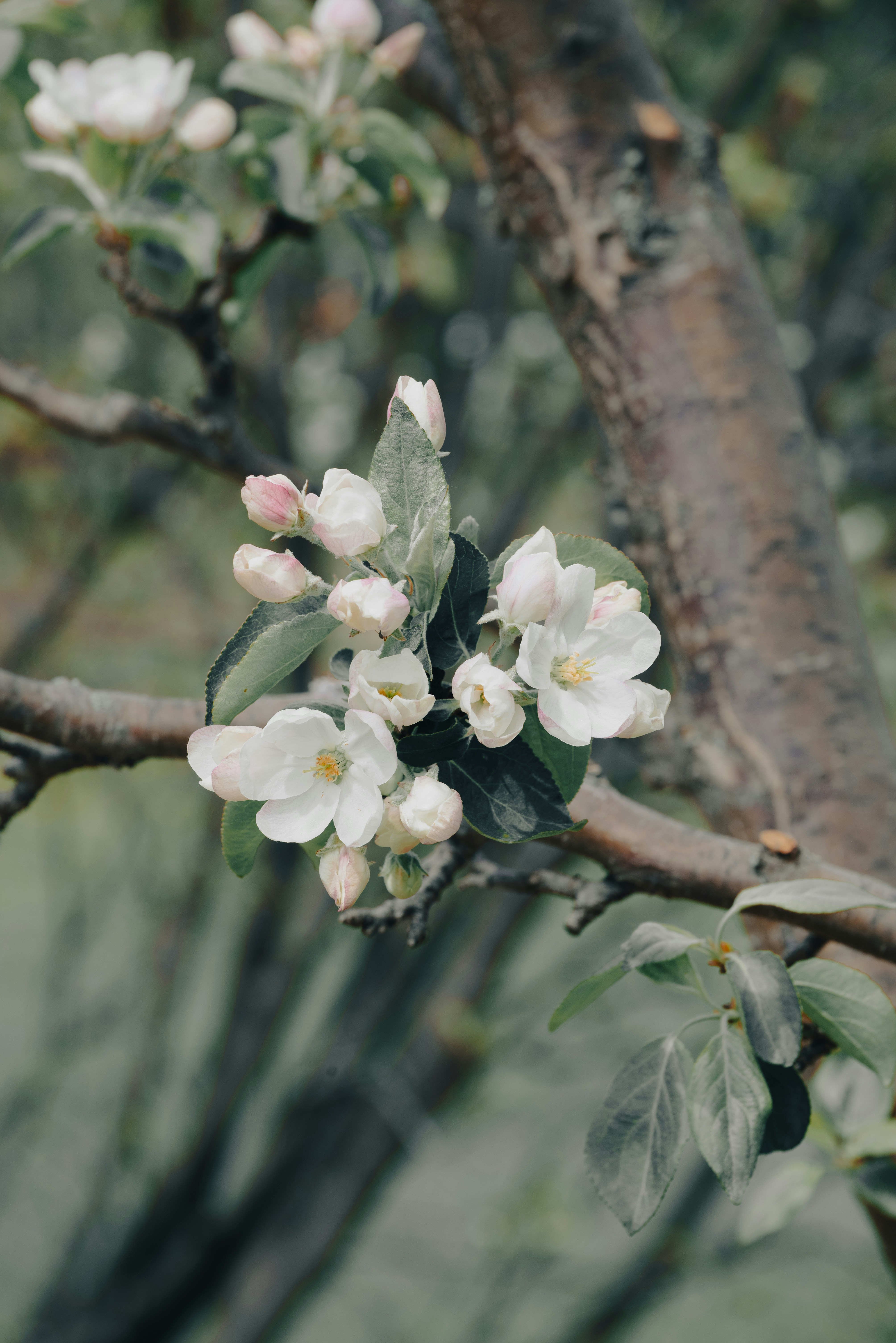 Blossoms in the Balance: White Apple Flowers on a Gnarled Branch